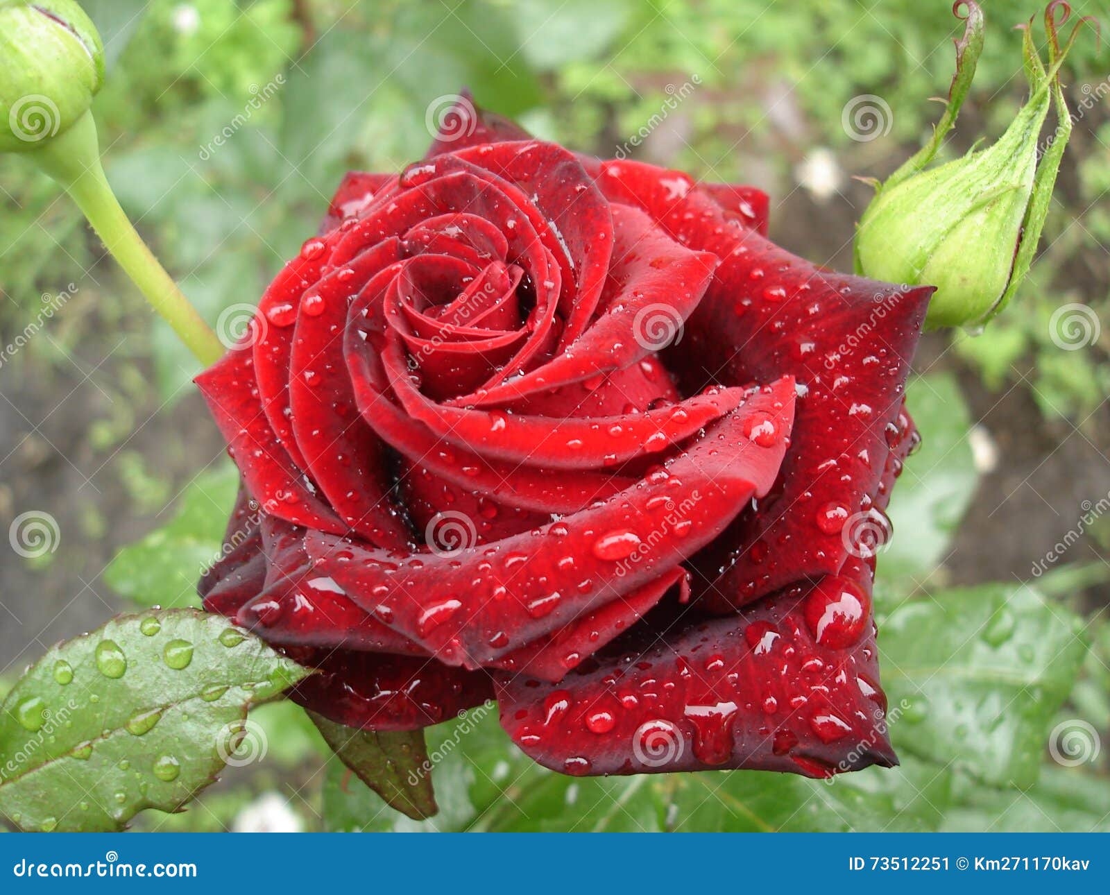 Dark Red Rose Flower on a Rainy Day Stock Image - Image of dark, double ...