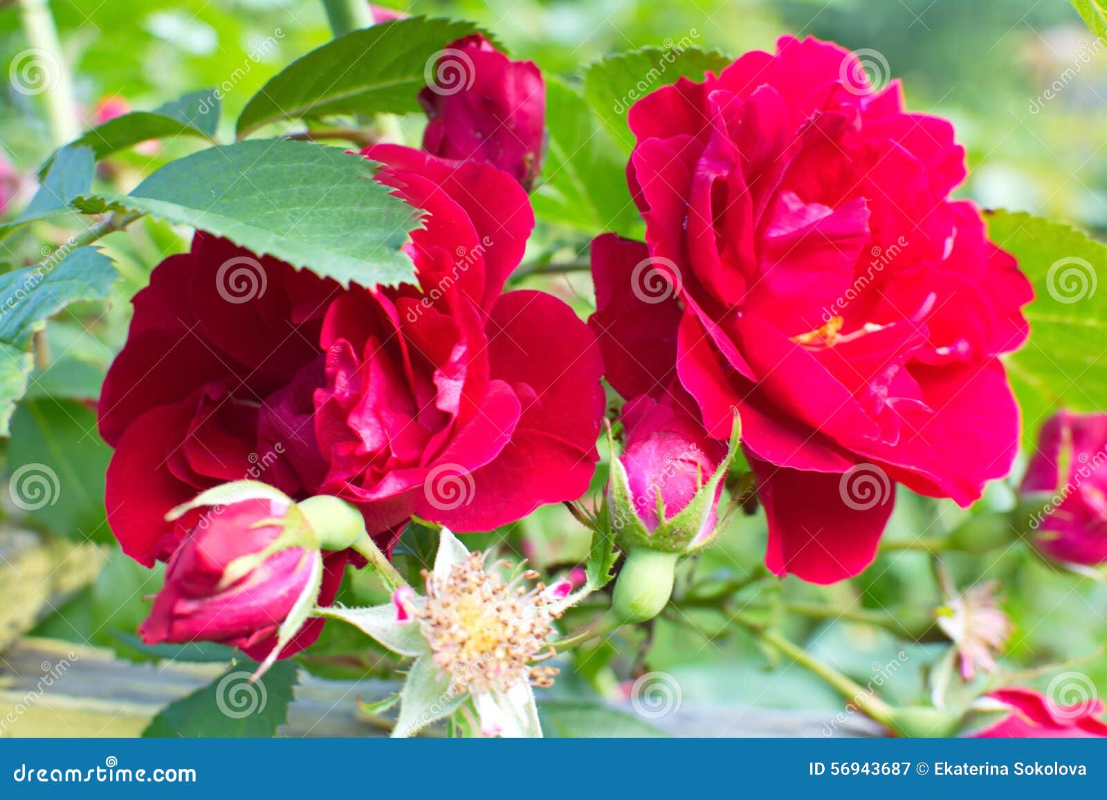 Dark red rose stock image. Image of concepts, focus, holiday - 56943687