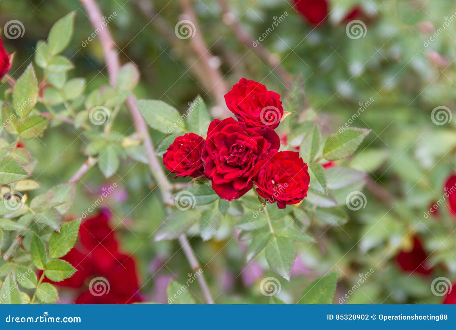 Dark red rose in garden stock photo. Image of closeup - 85320902