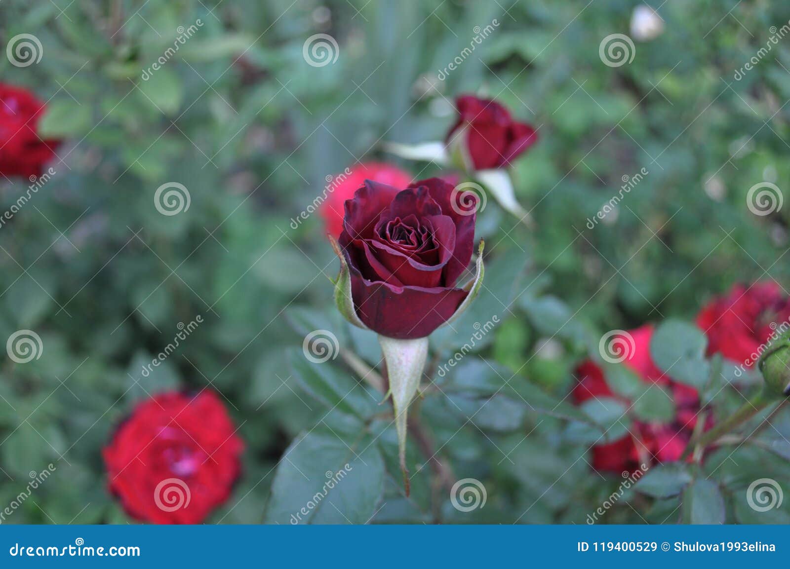 Dark Red Rose in the Garden Stock Image - Image of nature, dowel: 119400529