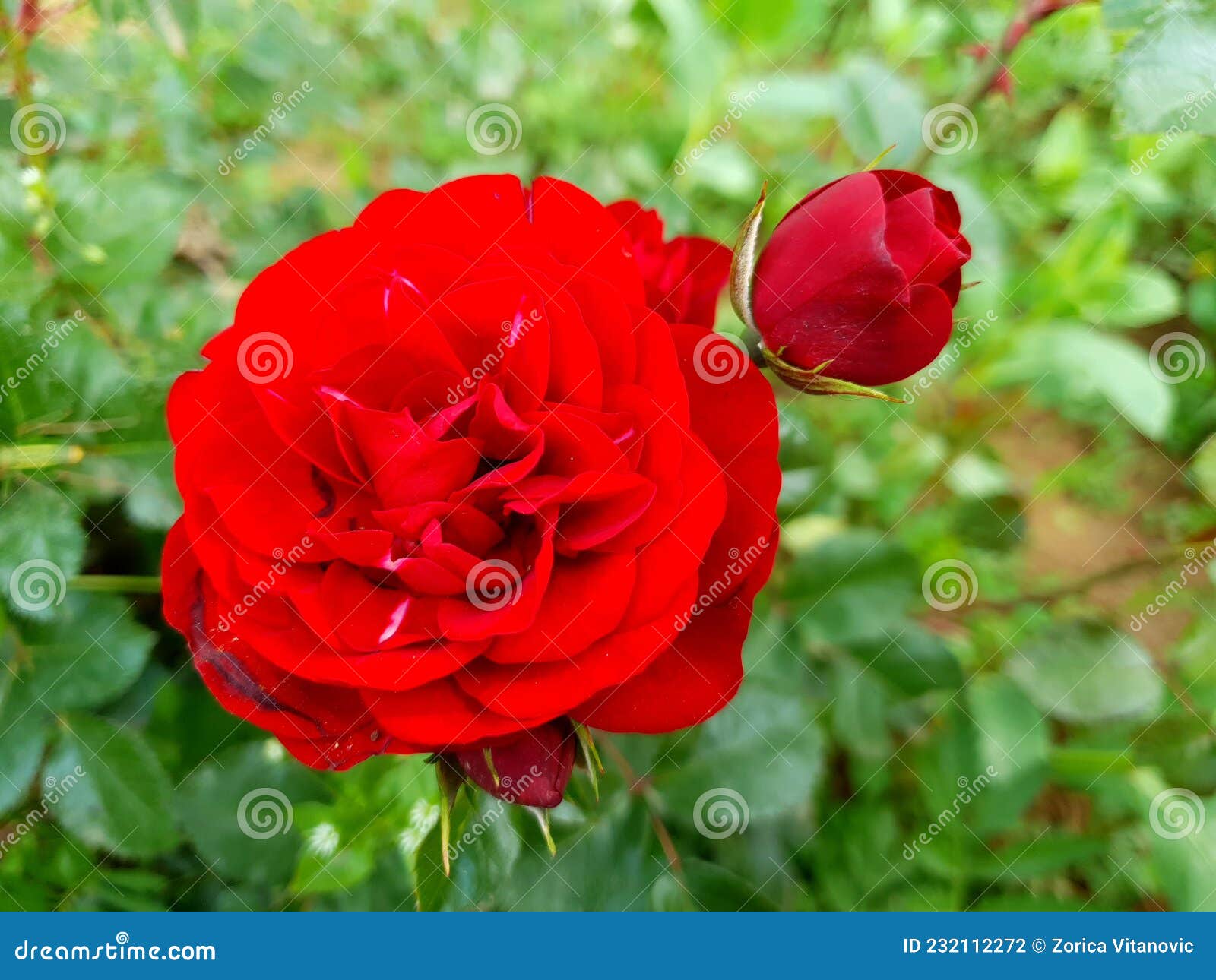 Dark red rose in garden stock photo. Image of folks - 232112272
