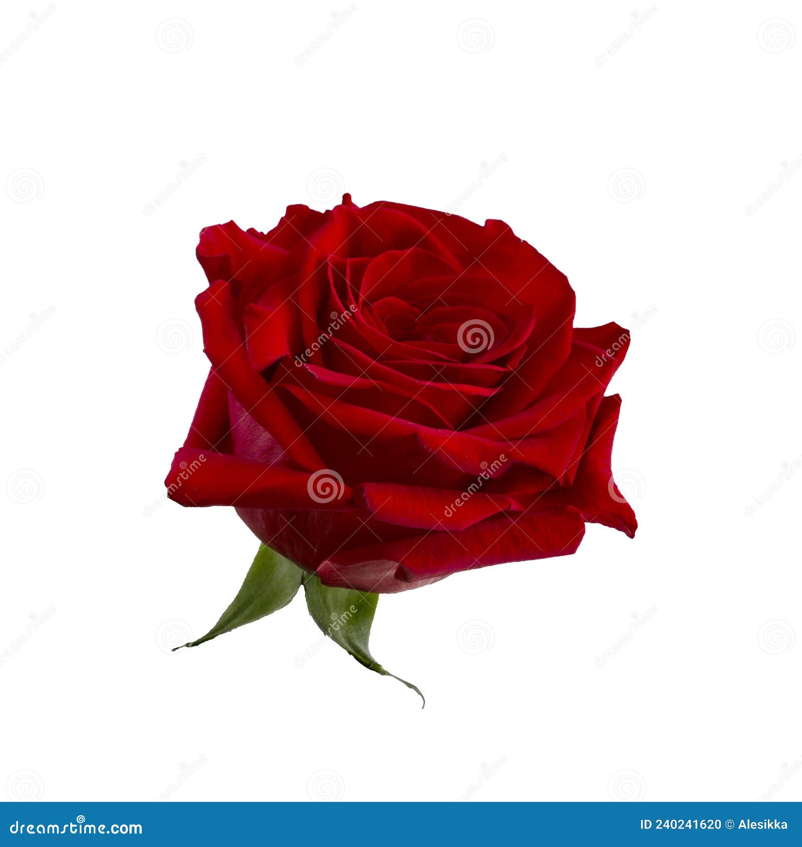 Dark Red Rose with a Green Leaves Stock Photo - Image of petal, open ...
