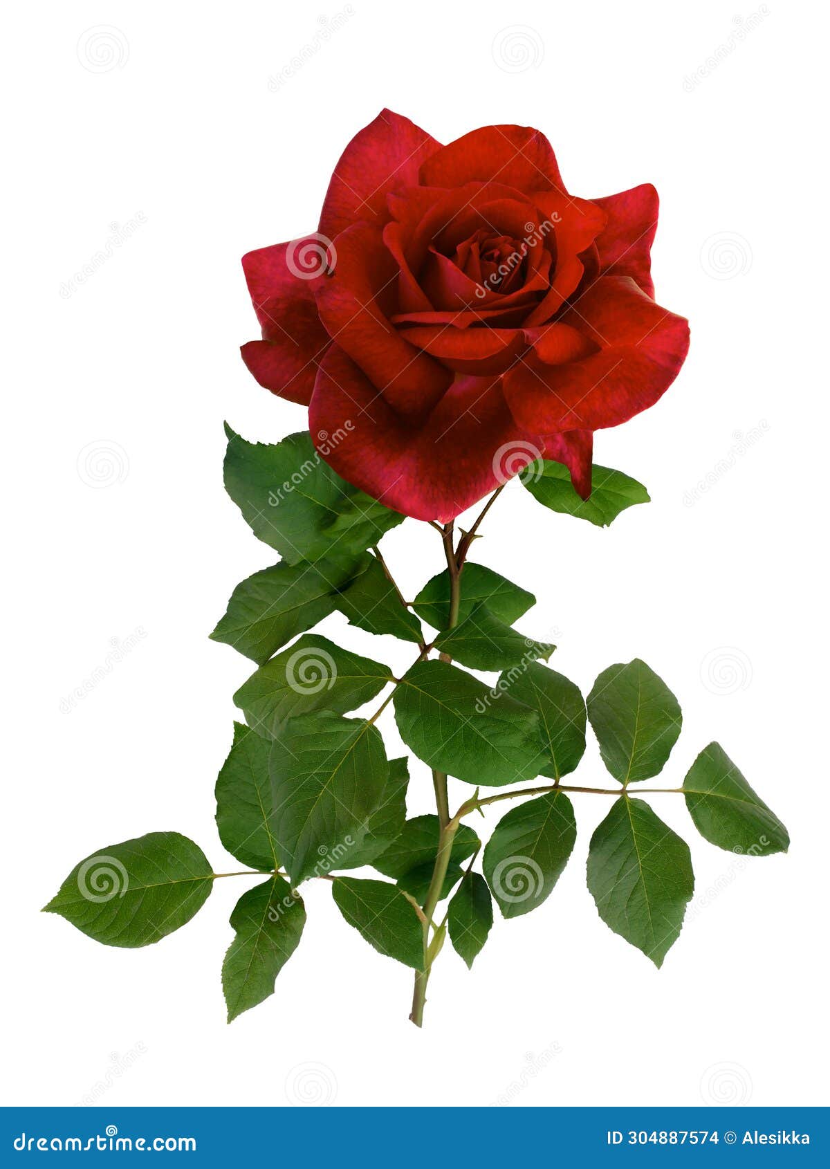 Dark Red Rose with Green Leaves Isolated on White Stock Photo - Image ...
