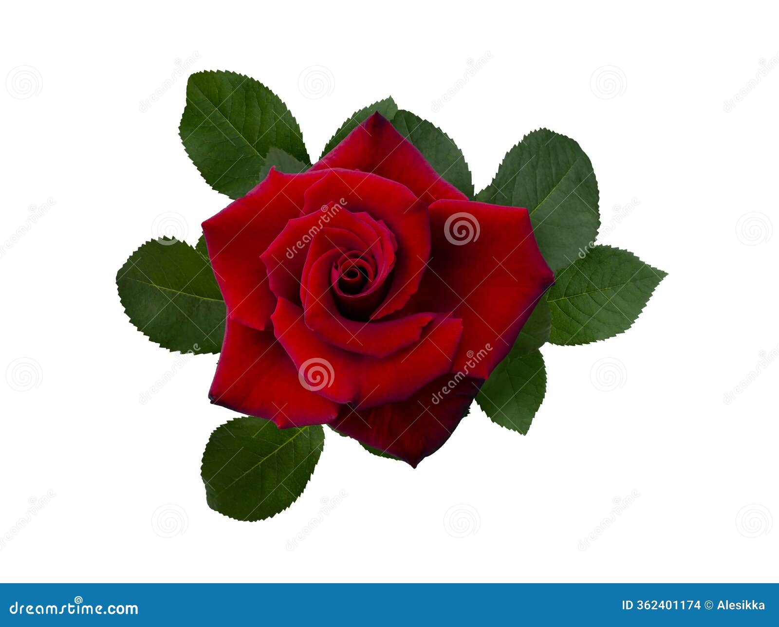 Dark Red Rose with Green Leaves Isolated on White Stock Photo - Image ...