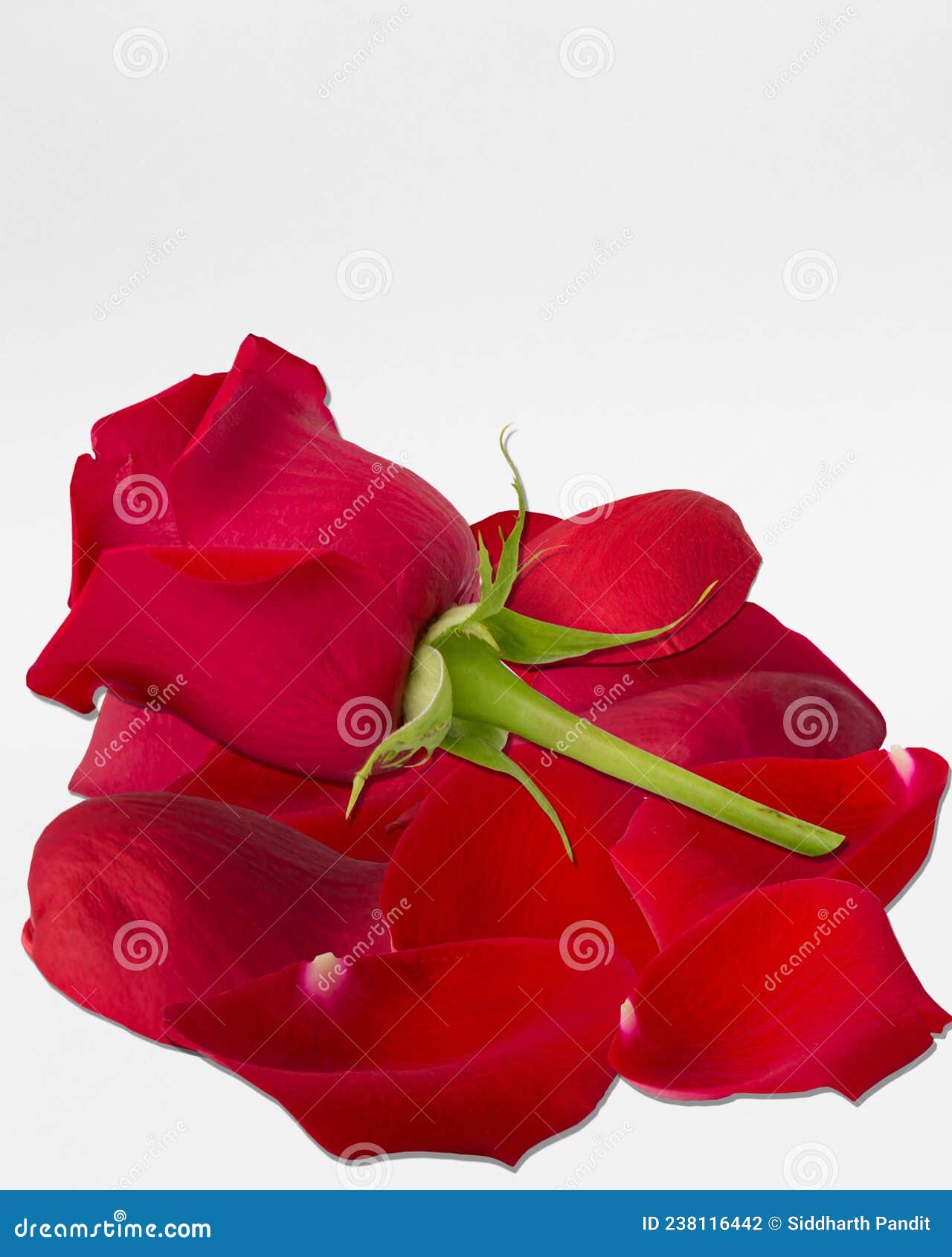 Dark Red Rose Isolated on Rose Petals. Stock Photo - Image of bright ...