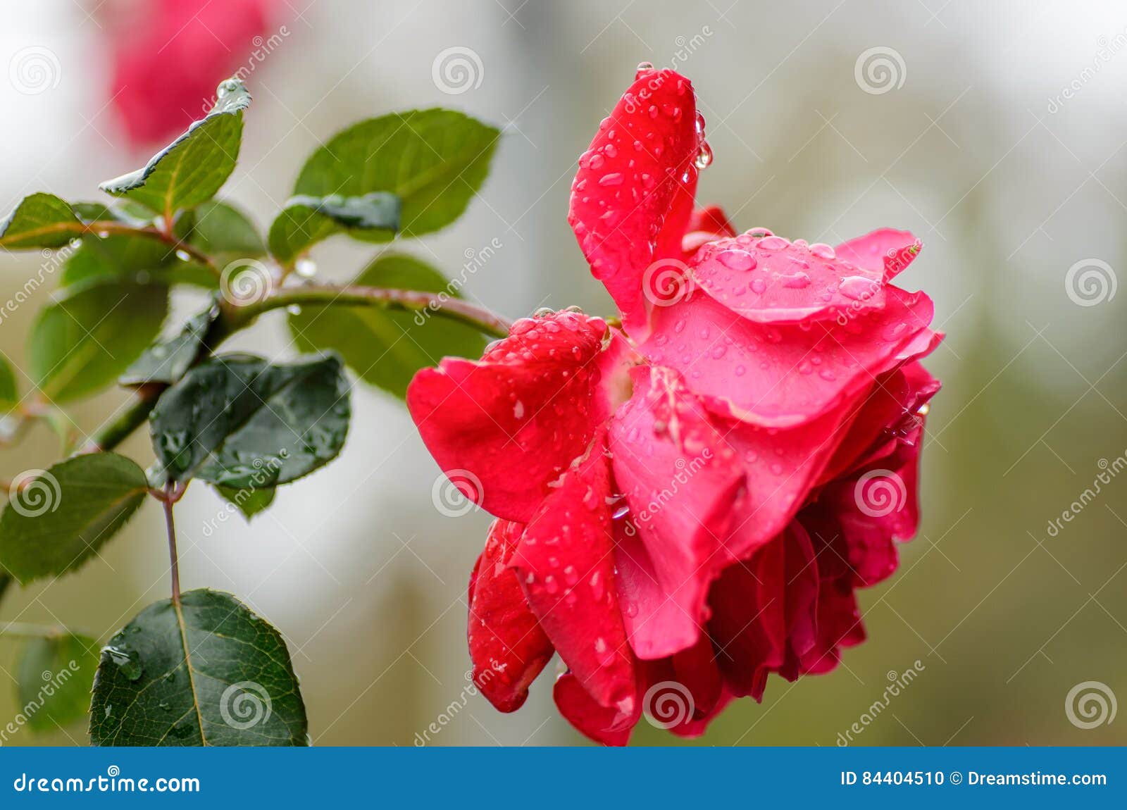 Dark Red Rose with Rain Drops Stock Photo - Image of water, flowers ...