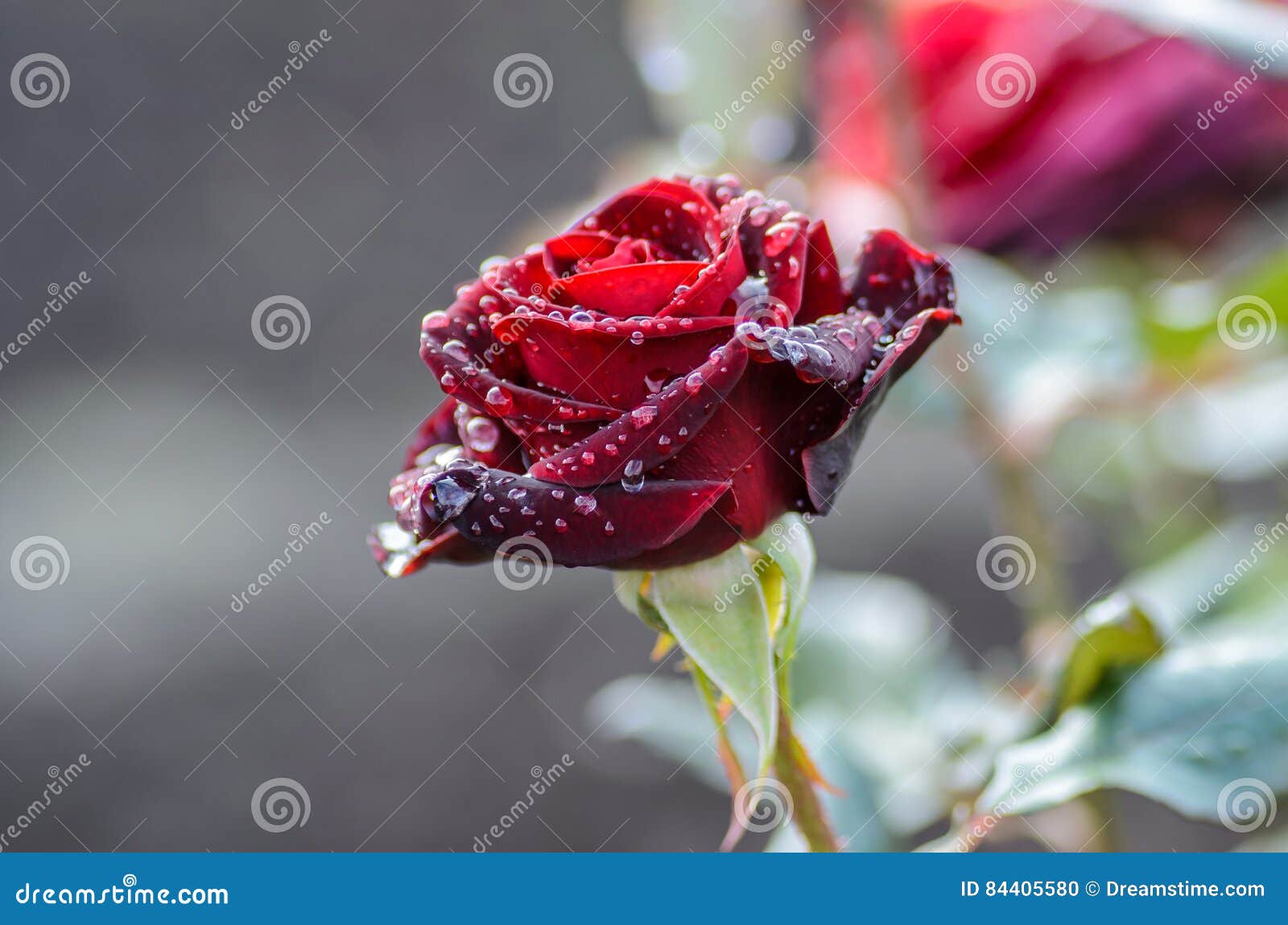 Dark Red Rose with Rain Drops Stock Photo - Image of flowers, rain ...
