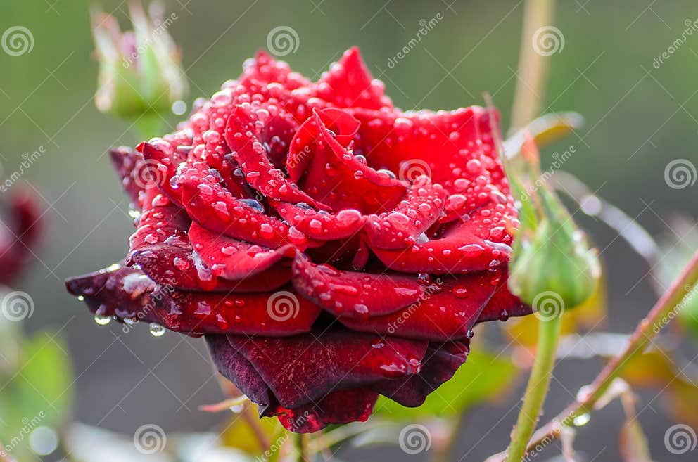 Dark Red Rose with Rain Drops Stock Image - Image of colors, drops ...
