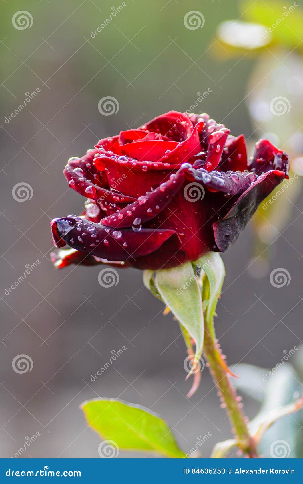 Dark Red Rose with Rain Drops Stock Photo - Image of rosarium, season ...