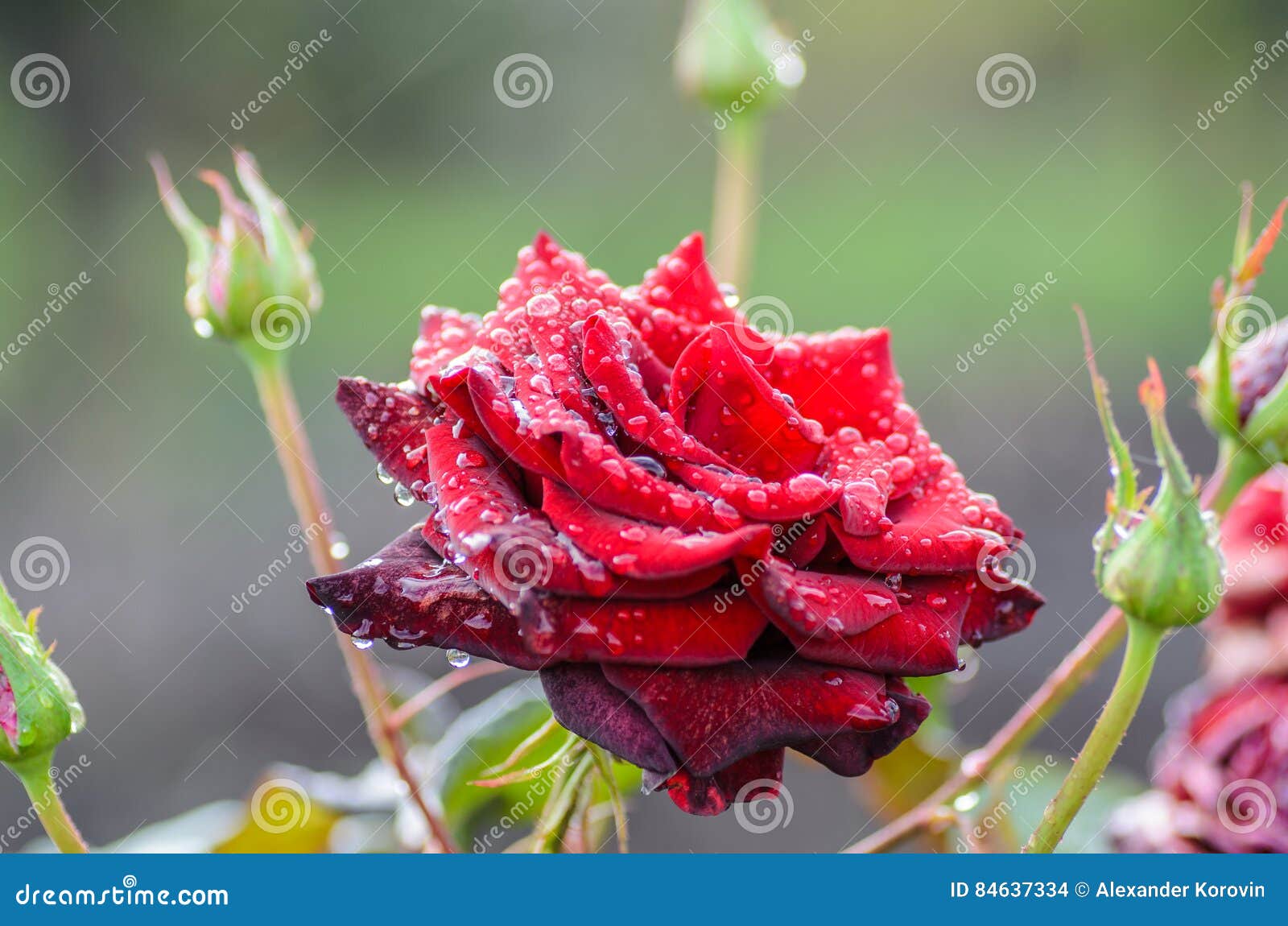 Dark Red Rose with Rain Drops Stock Photo - Image of flowers, closeup ...