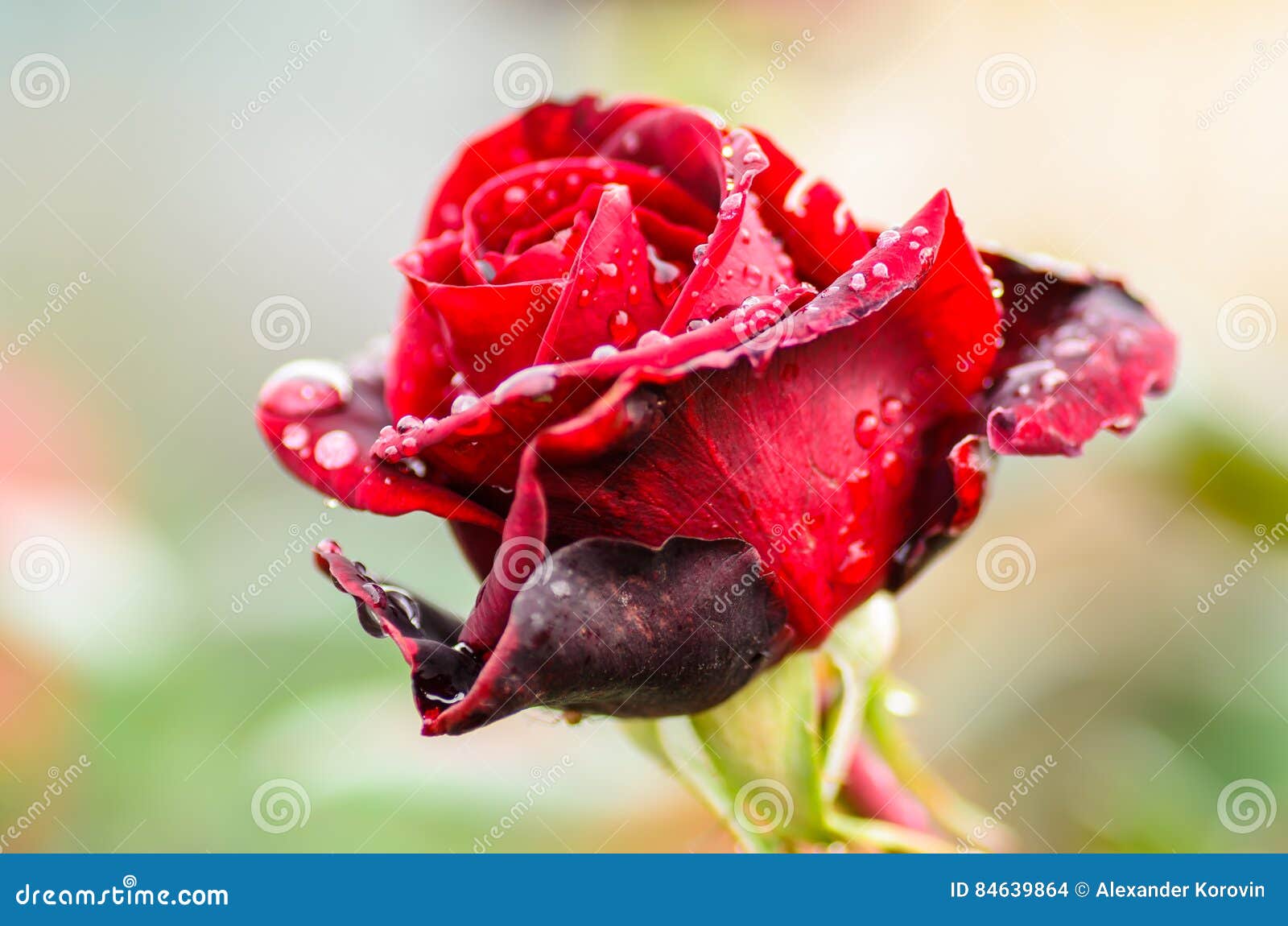Dark Red Rose with Rain Drops Stock Photo - Image of rain, rosarium ...