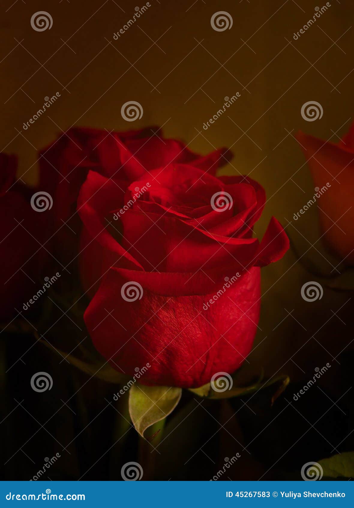 Dark Red Rose in Retro Style Stock Image - Image of flower, bouquet ...