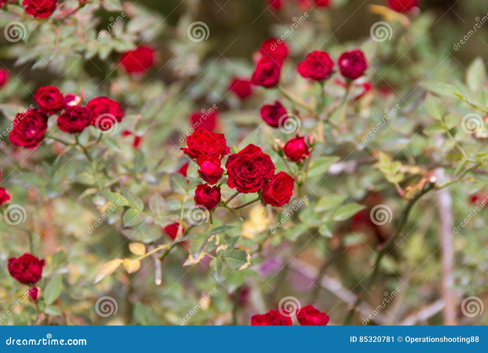 Dark red rose rose stock image. Image of celebration - 85320781