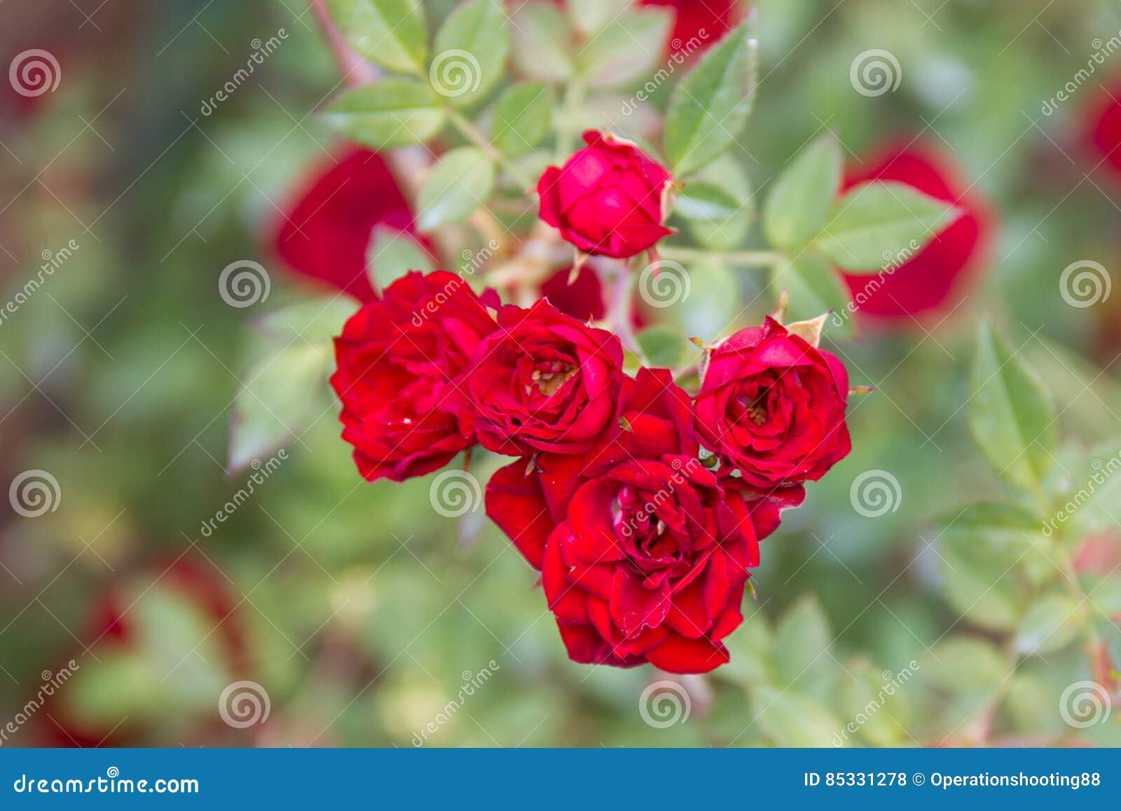 Dark red rose rose stock photo. Image of anniversary - 85331278