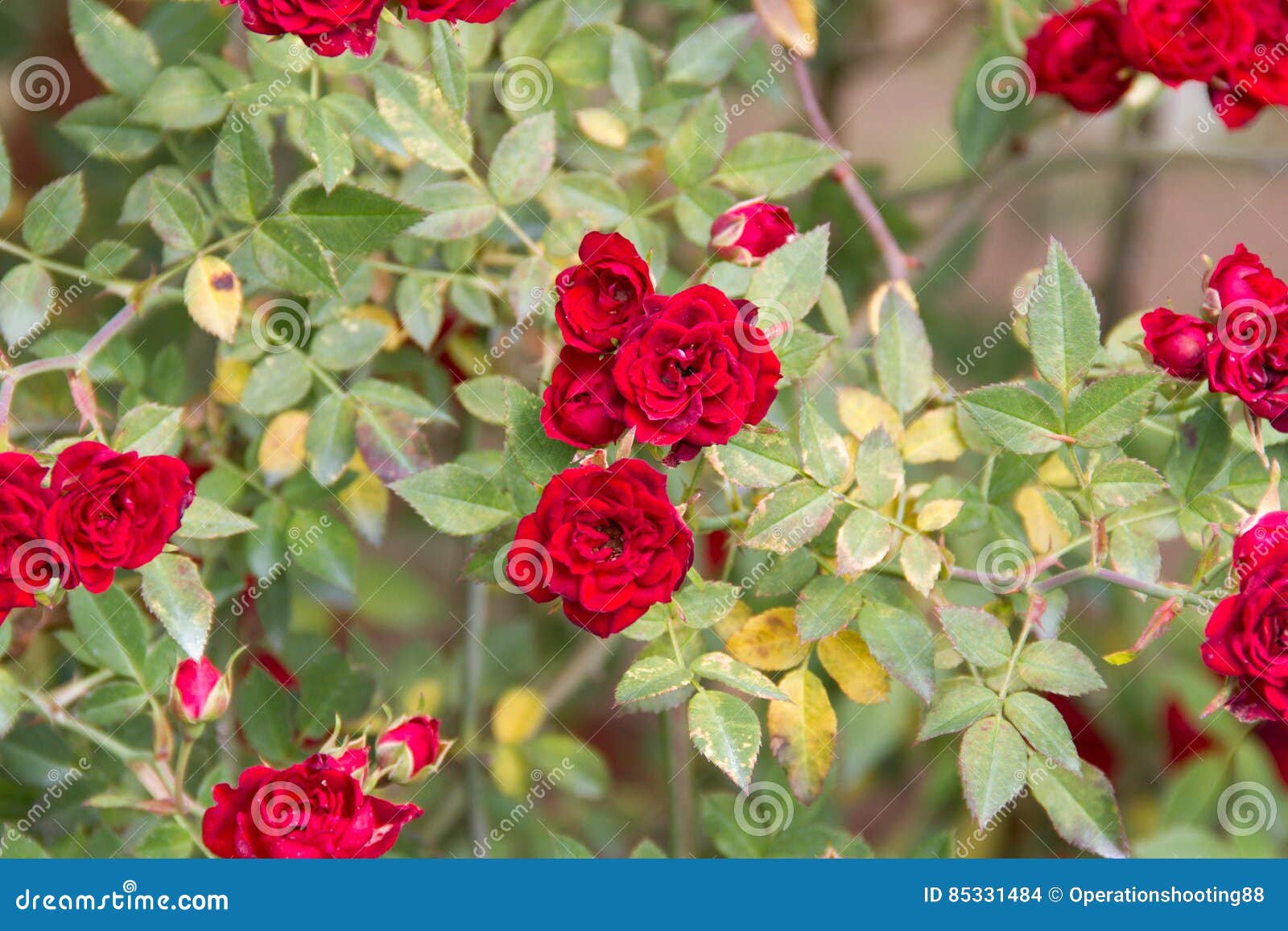 Dark red rose rose stock photo. Image of romantic, beauty - 85331484