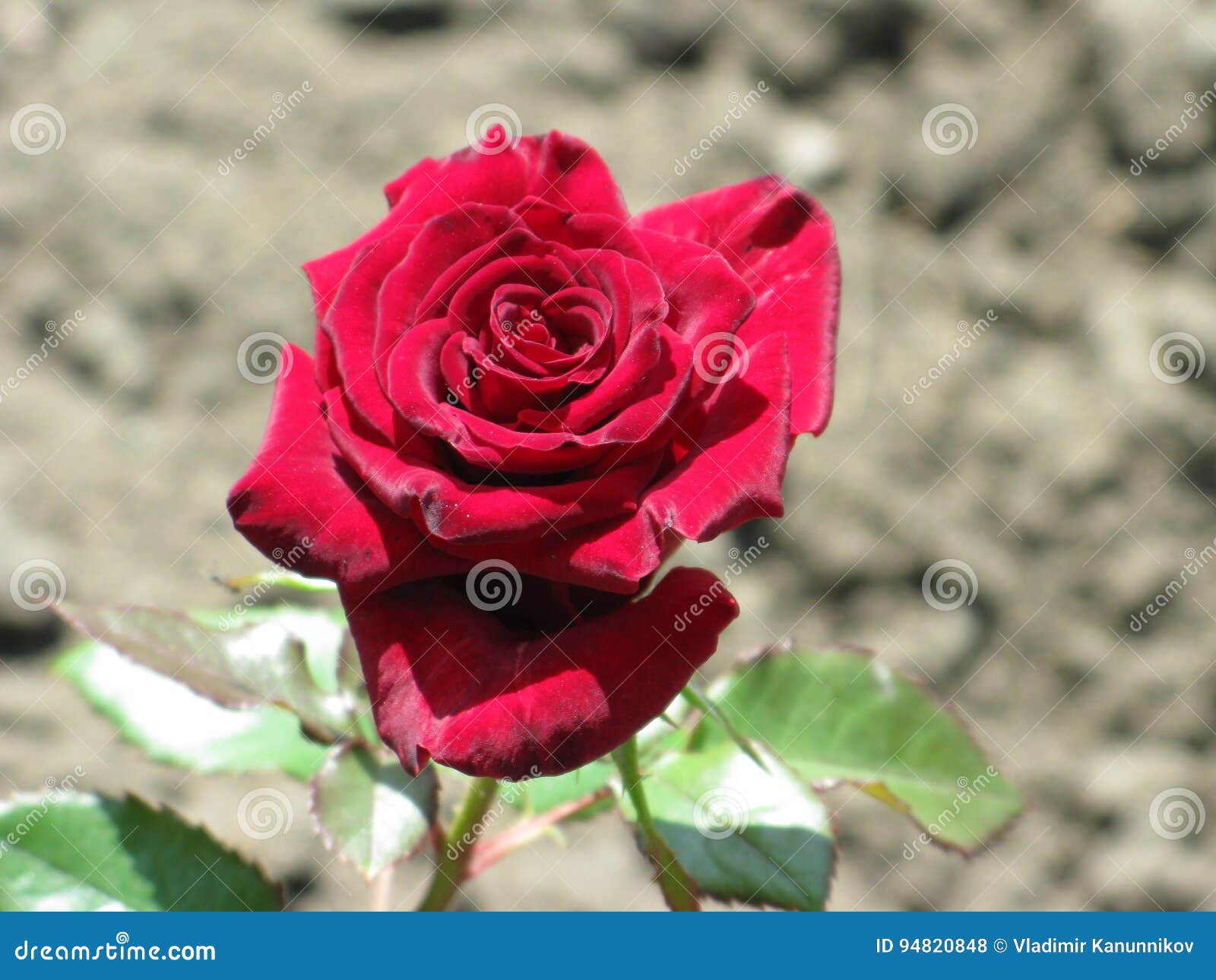 Dark red rose stock photo. Image of flowers, burgundy - 94820848