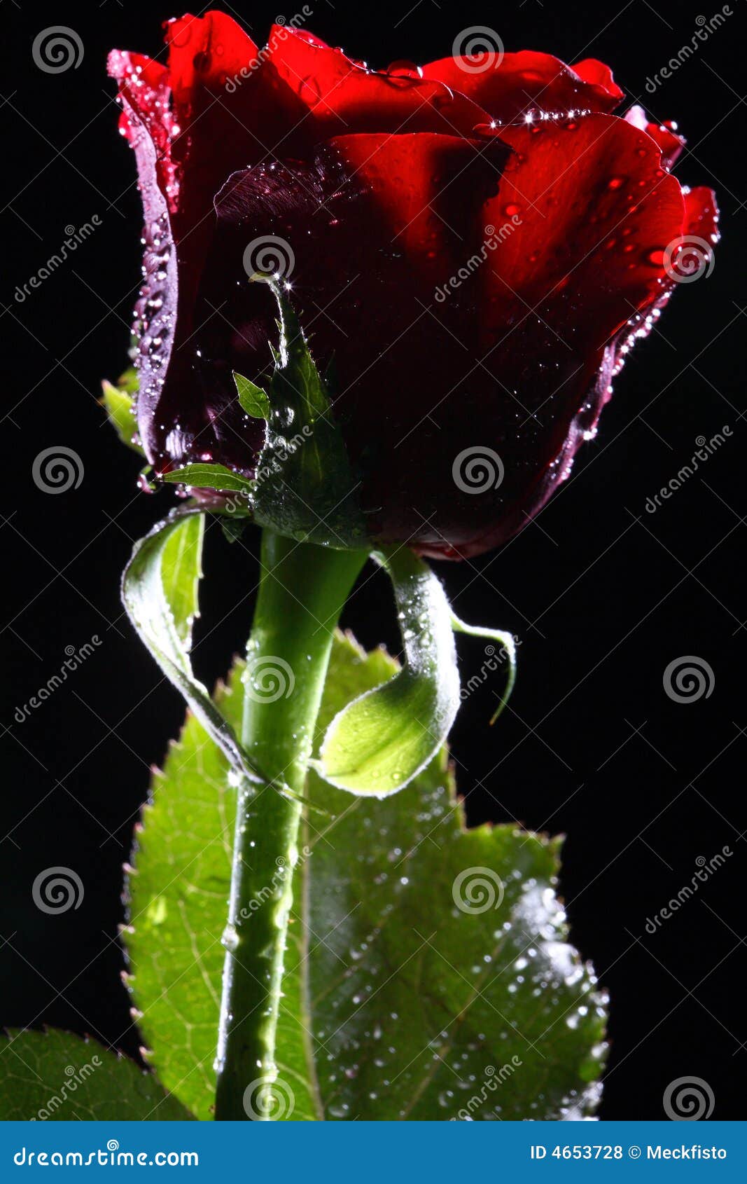 Dark Red Rose with Water Droplets. Stock Photo - Image of bloom, deep ...