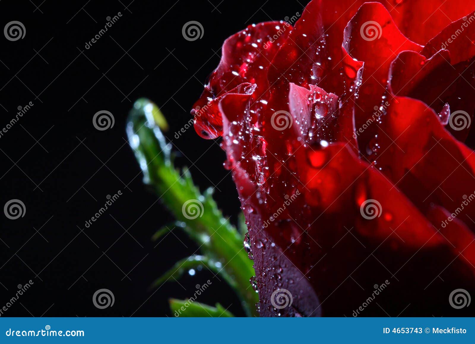 Dark Red Rose with Water Droplets. Stock Image - Image of holiday ...