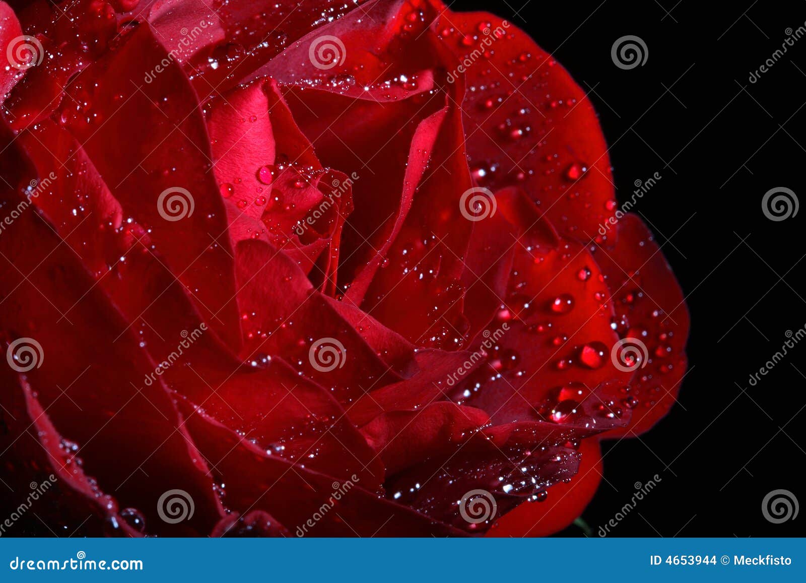 Dark Red Rose with Water Droplets. Stock Photo - Image of garden ...