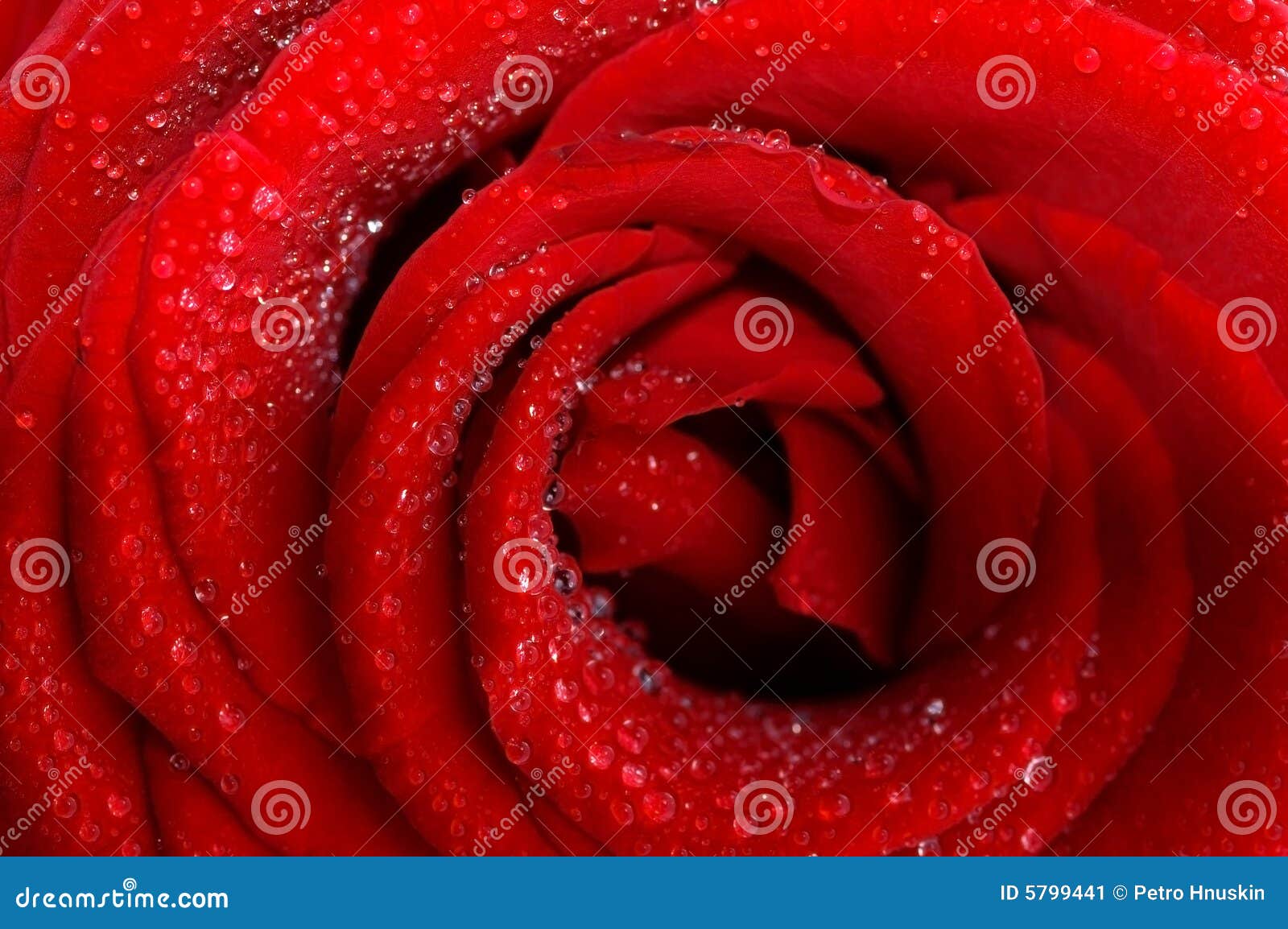 Dark Red Rose with Water Droplets. Stock Image - Image of romance ...