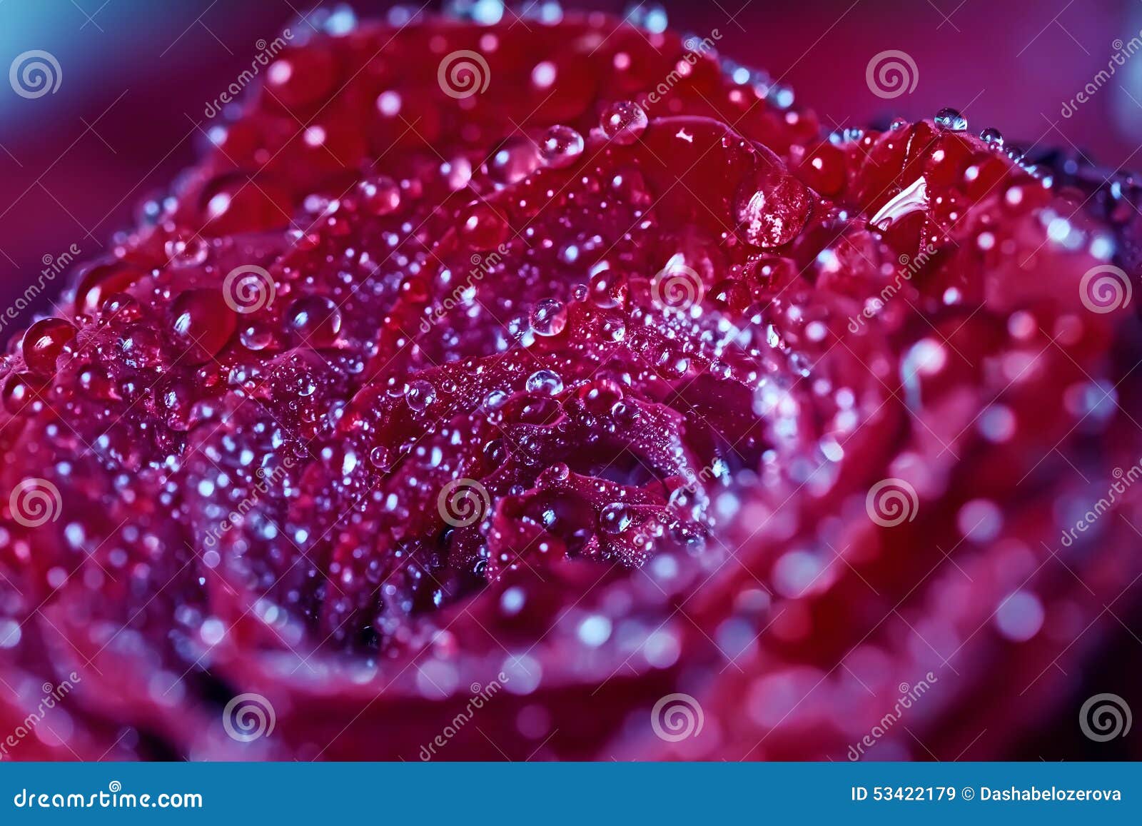 Dark Red Rose with Water Drops Stock Image - Image of dark, nature ...