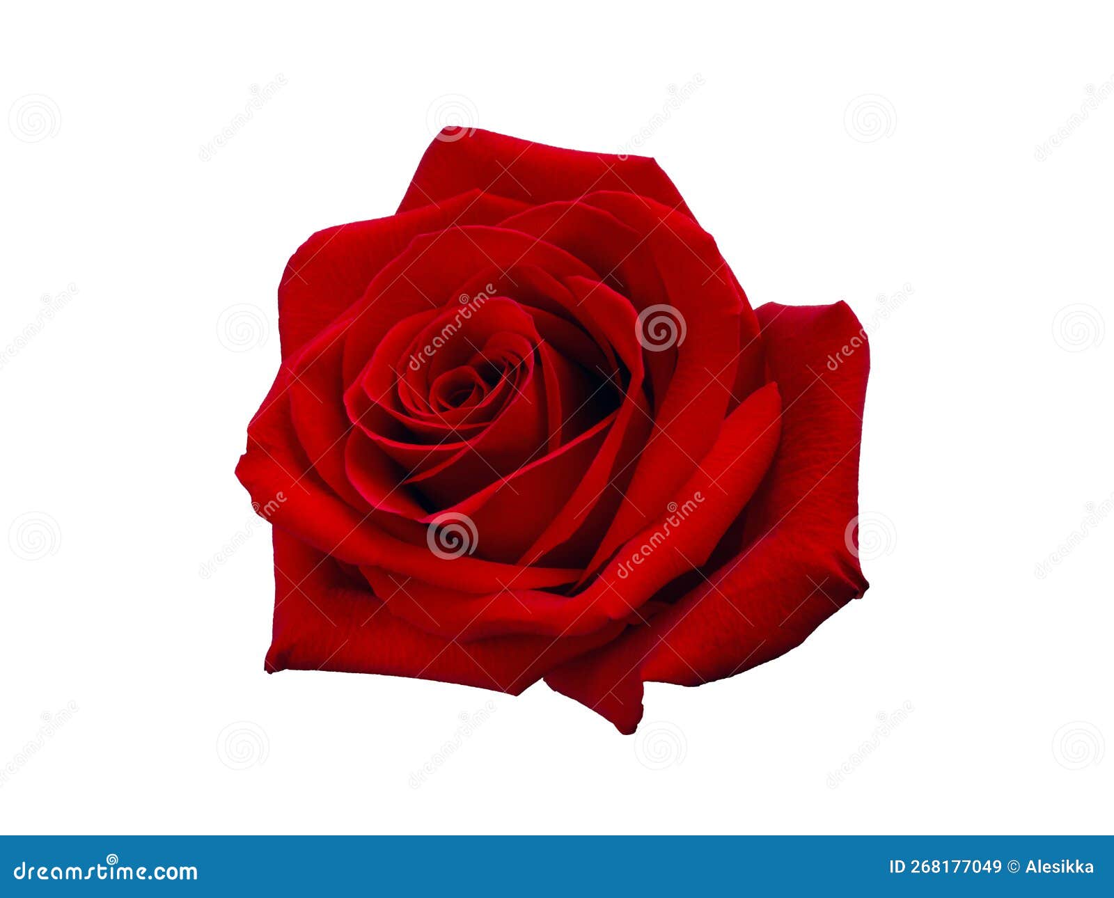Dark Red Rose is on White Background Stock Image - Image of petal ...