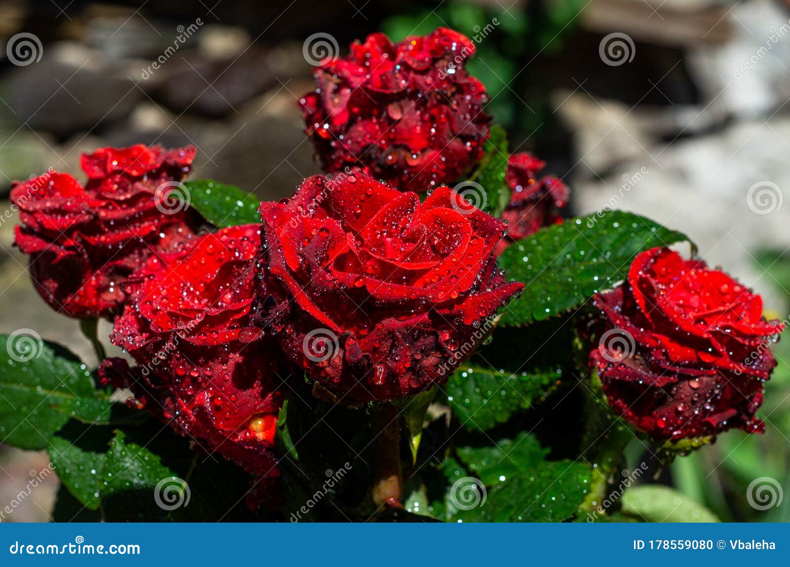 Dark Red Roses with Water Drops Stock Photo - Image of flower, fresh ...