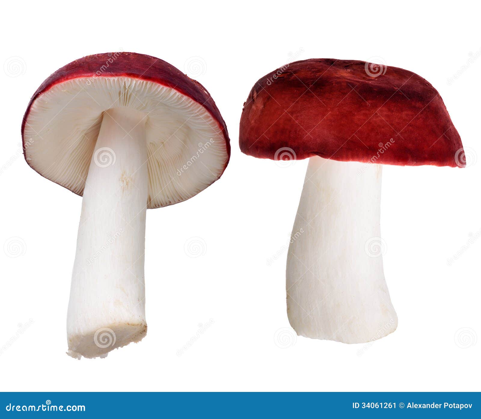 Russula Mushroom Royalty-Free Stock Photography | CartoonDealer.com ...