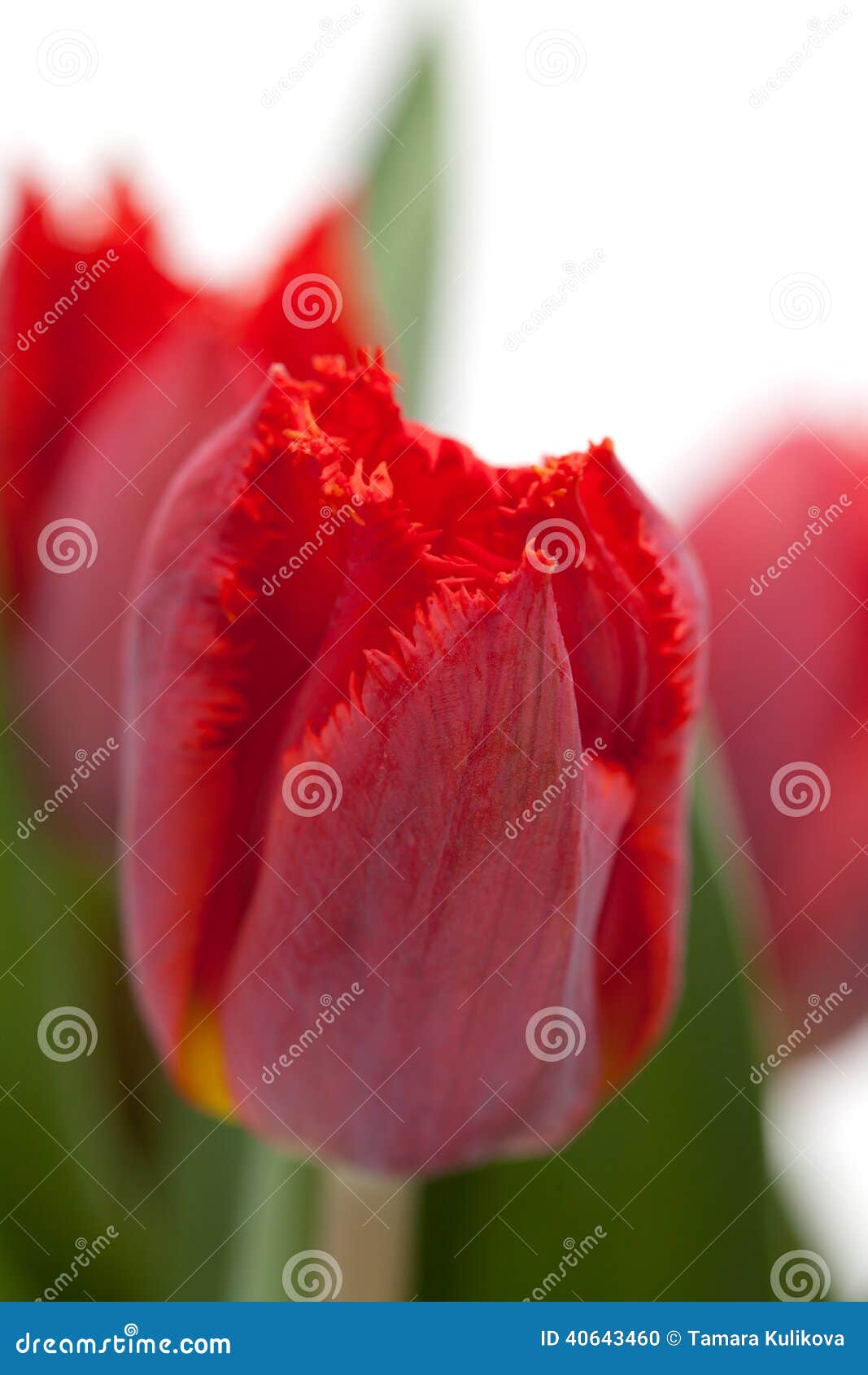 Dark red tulip stock photo. Image of nature, beautiful - 40643460