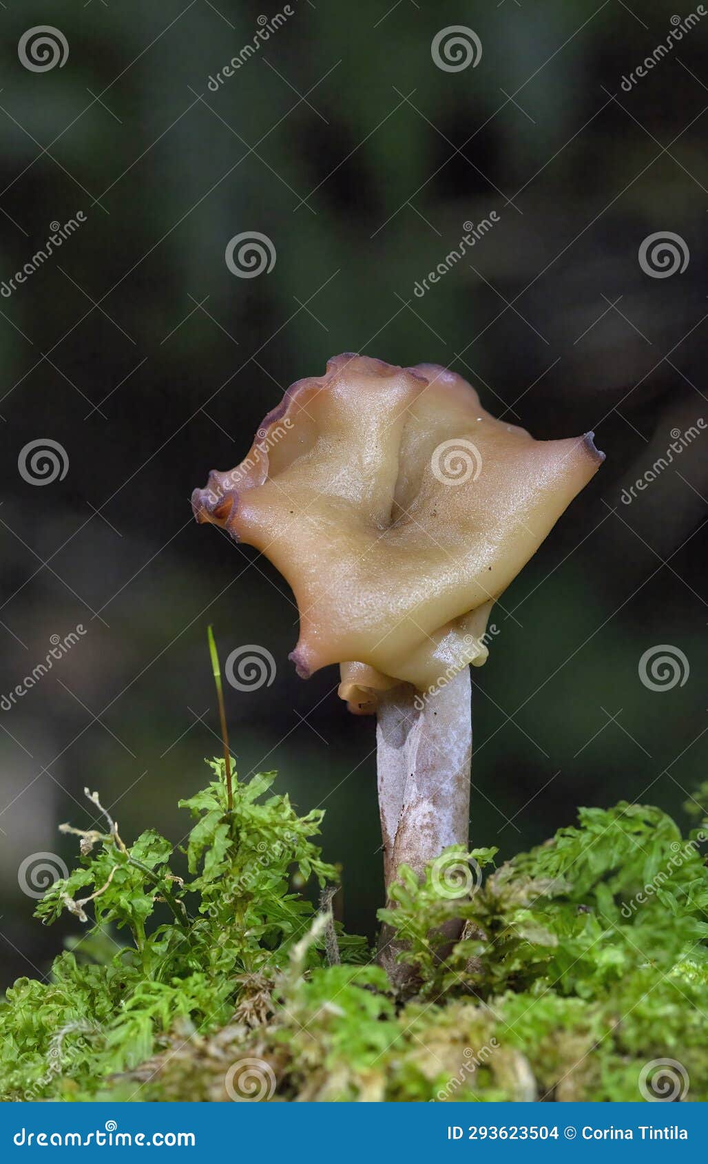 Gyromitra Infula, Commonly Known As the Hooded False Morel or the Elfin ...