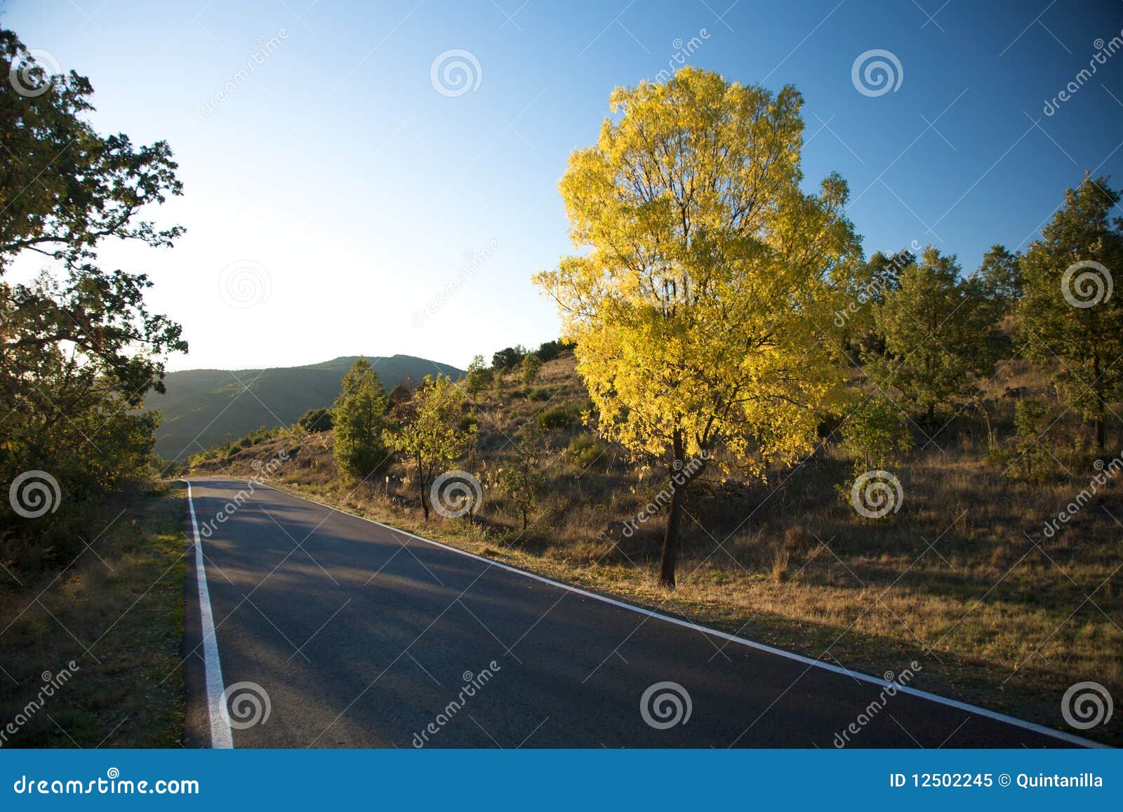 Dark road yellow tree stock image. Image of forest, hill - 12502245