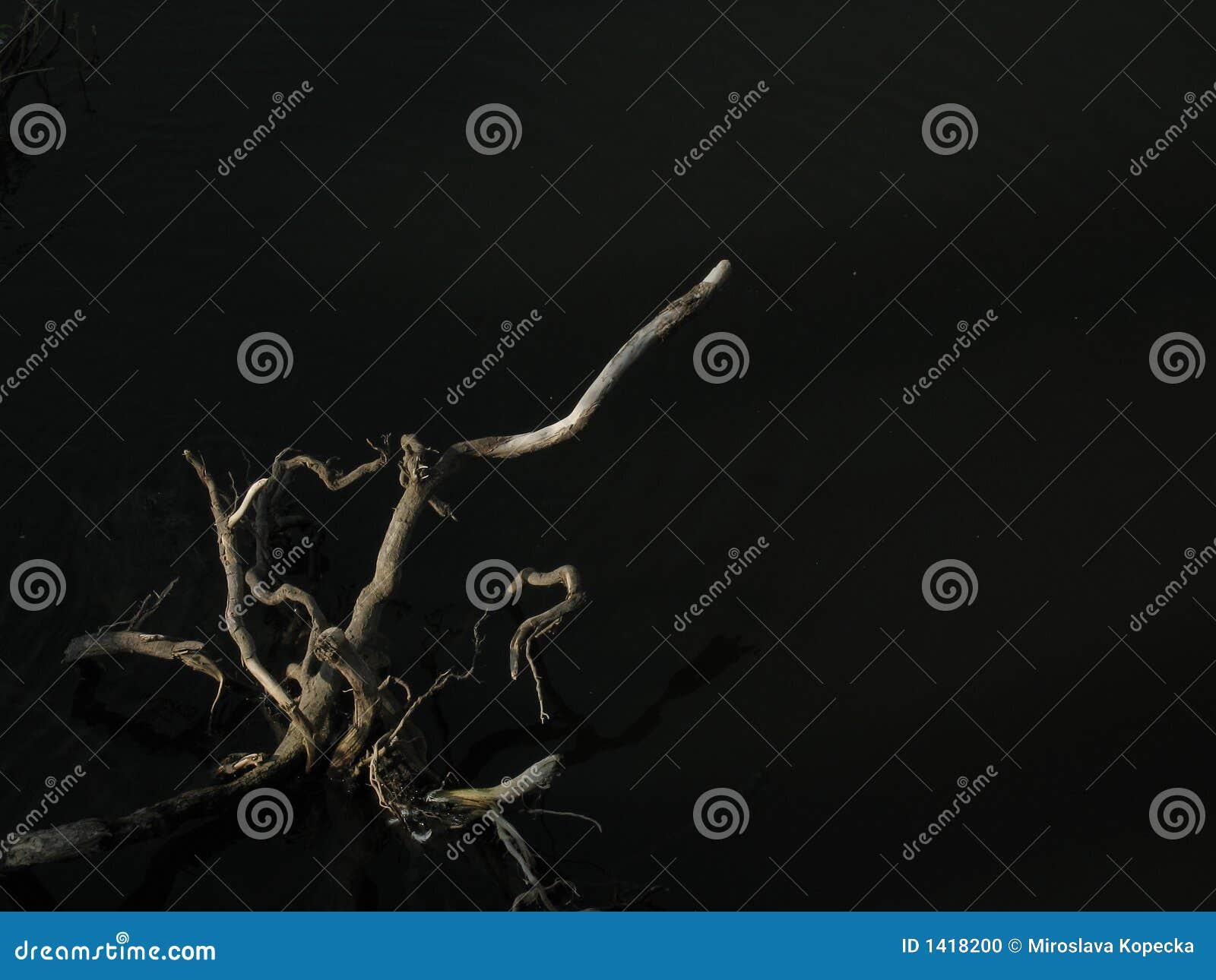 Dark root stock photo. Image of tree, vltava, wood, stump - 1418200