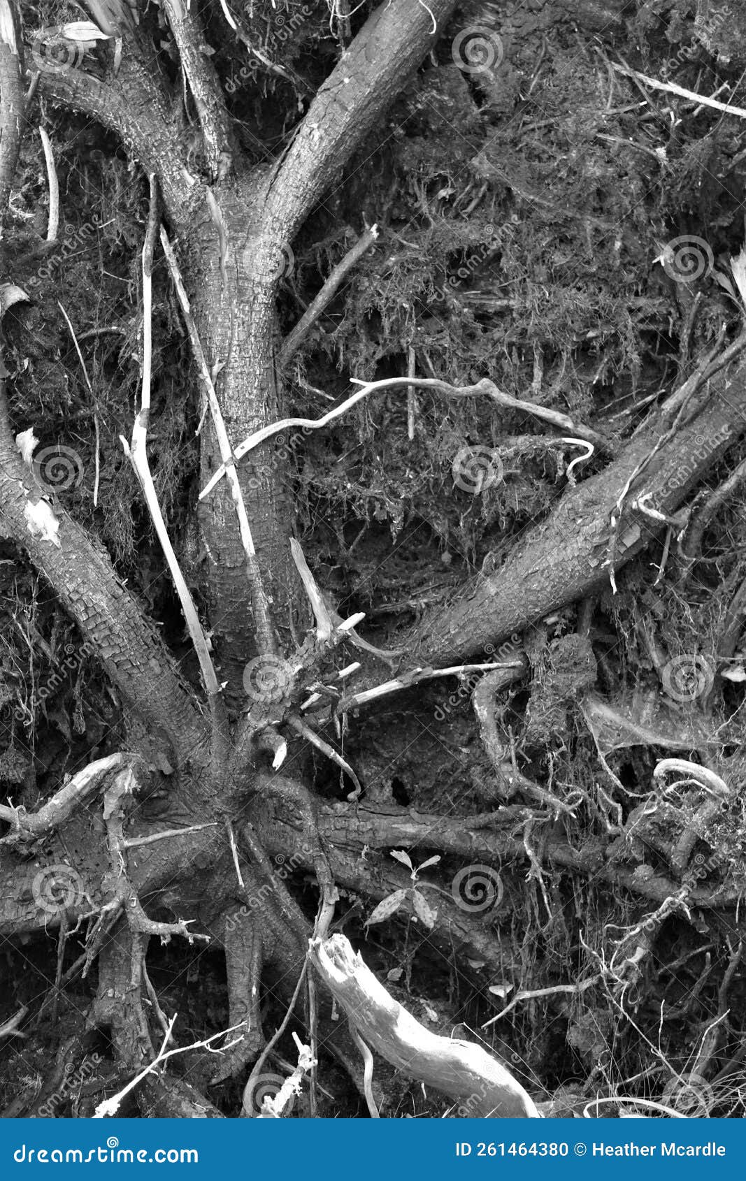 Dark Roots of Tree Form Radial Shapes in Soil Stock Photo - Image of ...