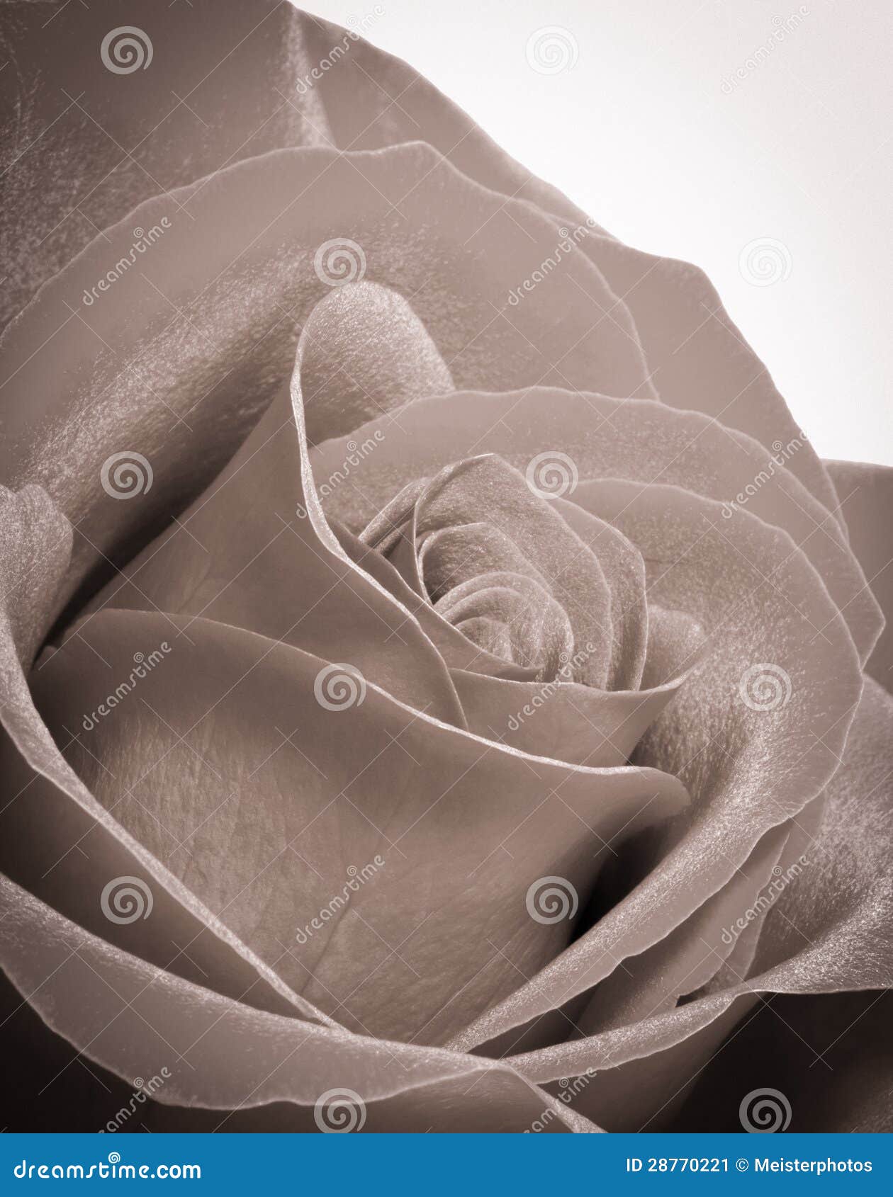 Dark Rose Closeup Desaturated Stock Image - Image of tearose, flower ...
