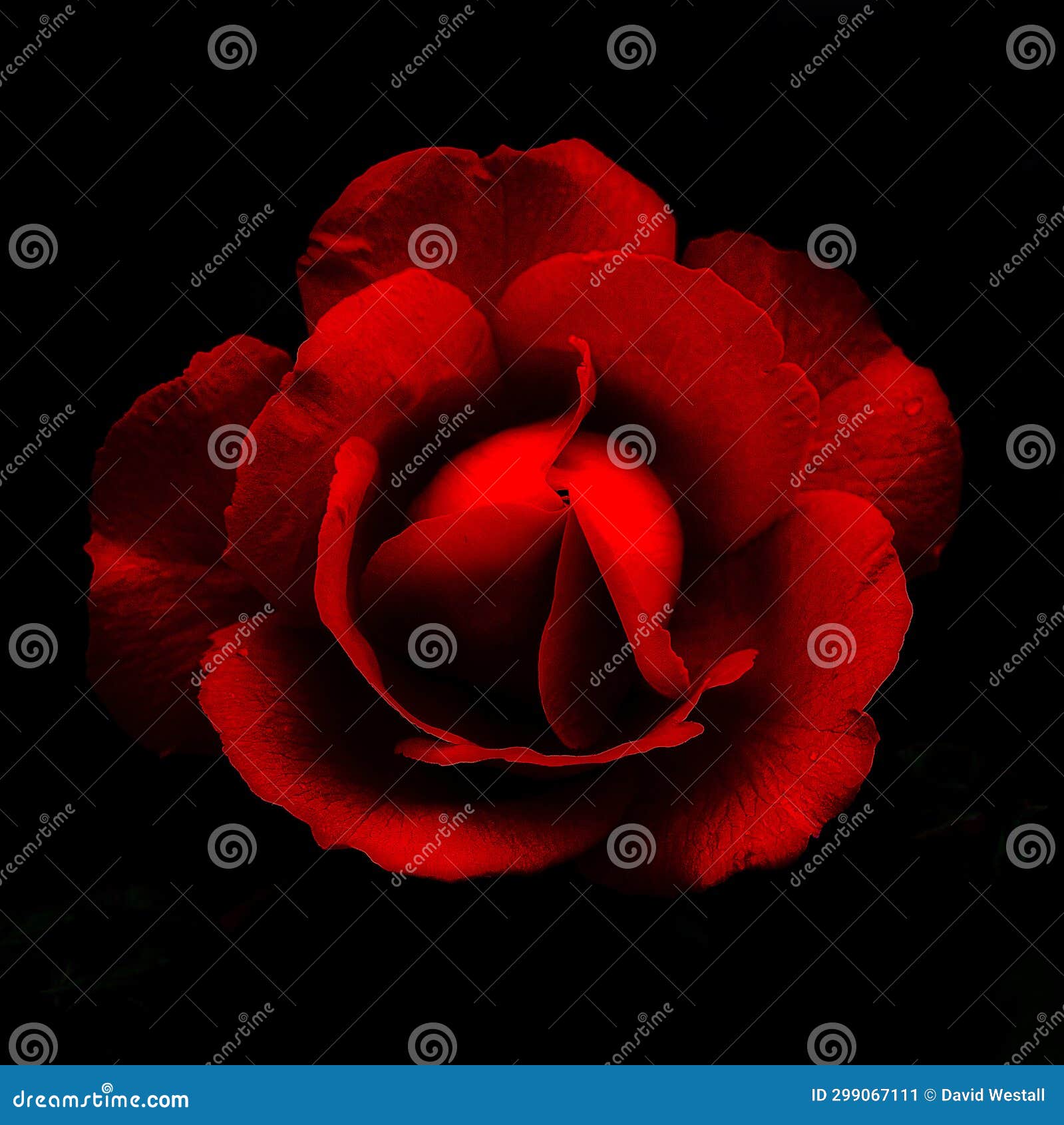 Dark Rose stock image. Image of foreboding, flower, dark - 299067111
