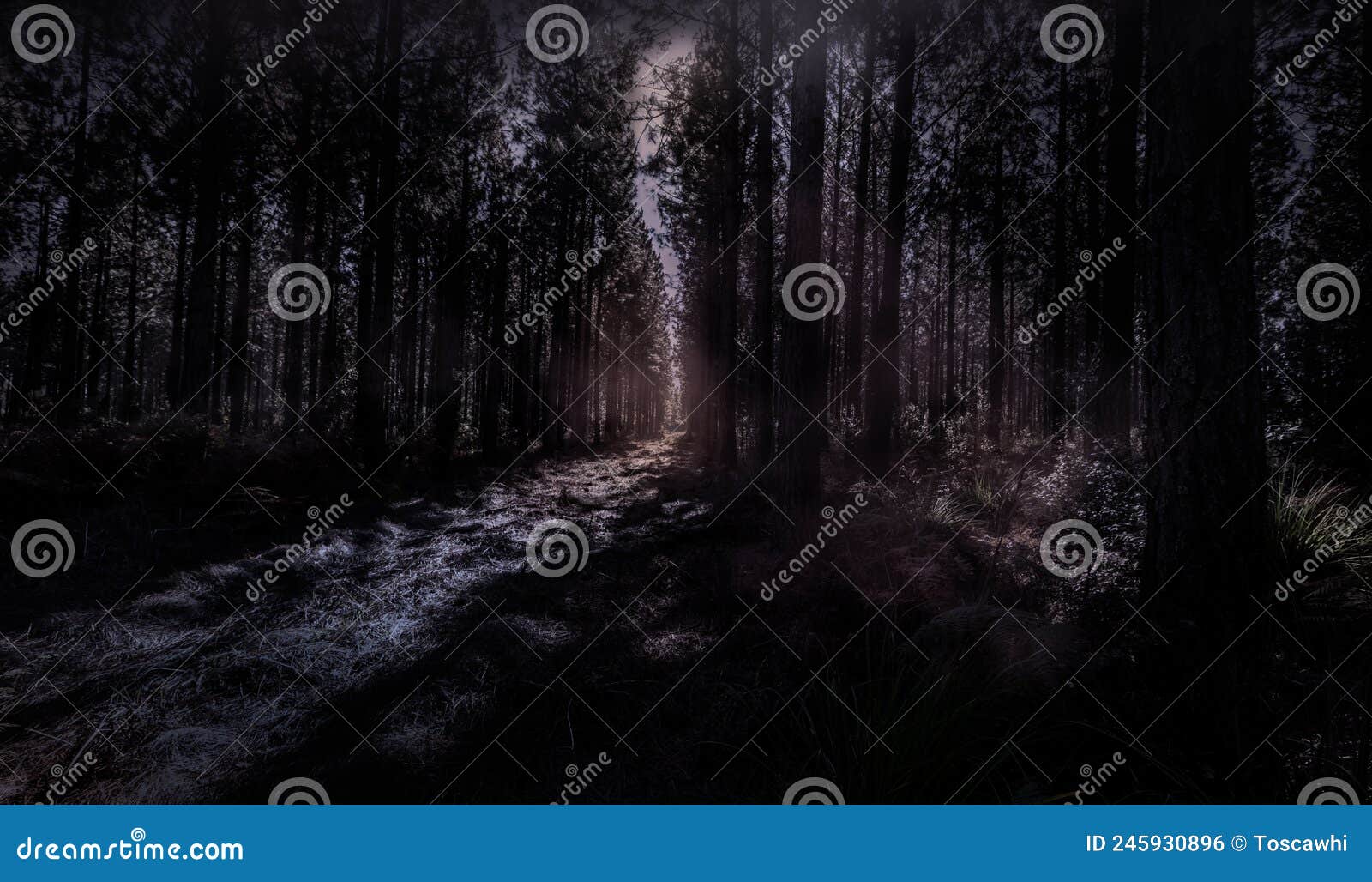 Dark Scary Foggy Pine Forest - Eery Path - Scary Pine Dark Trees with ...