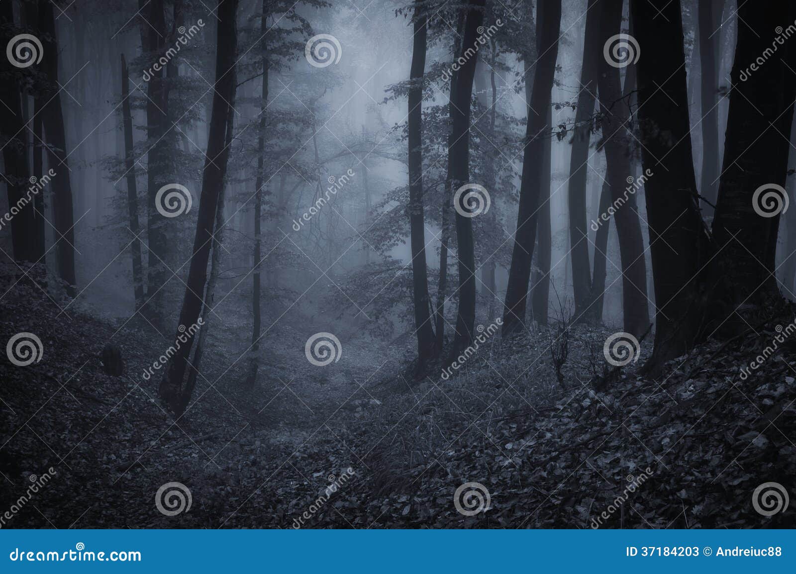 Dark Scary Forest with Fog at Night Stock Image - Image of color, light ...