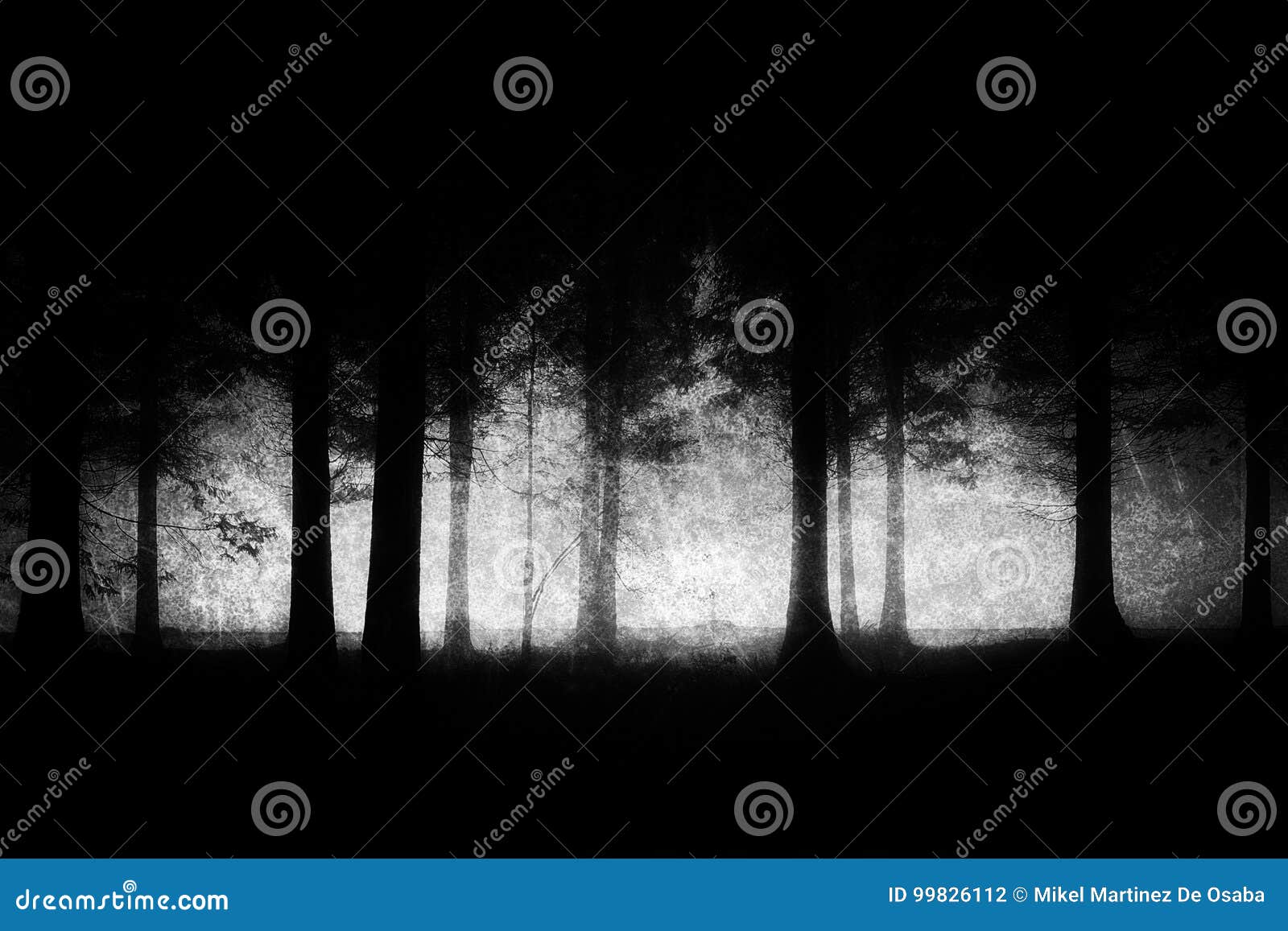 Dark and Scary Forest with Grungy Textures Stock Photo - Image of mist ...