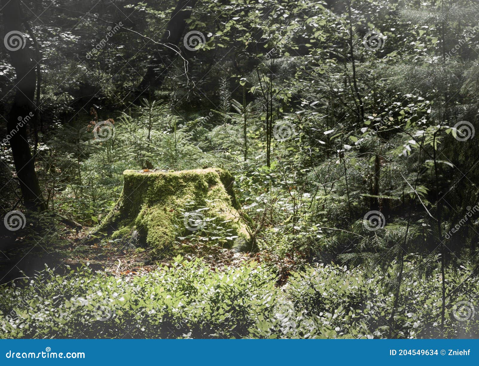 Dark Scary Forest with a Moss-covered Tree Stump in the Undergrowth ...
