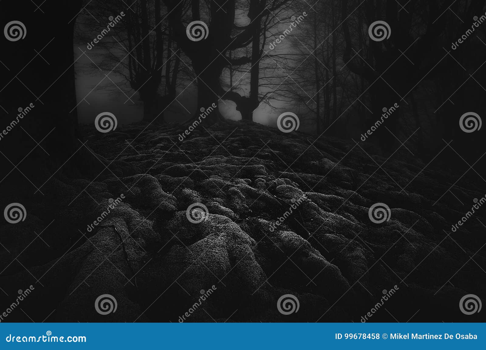 Dark and Scary Forest with Roots Stock Photo - Image of mysterious ...