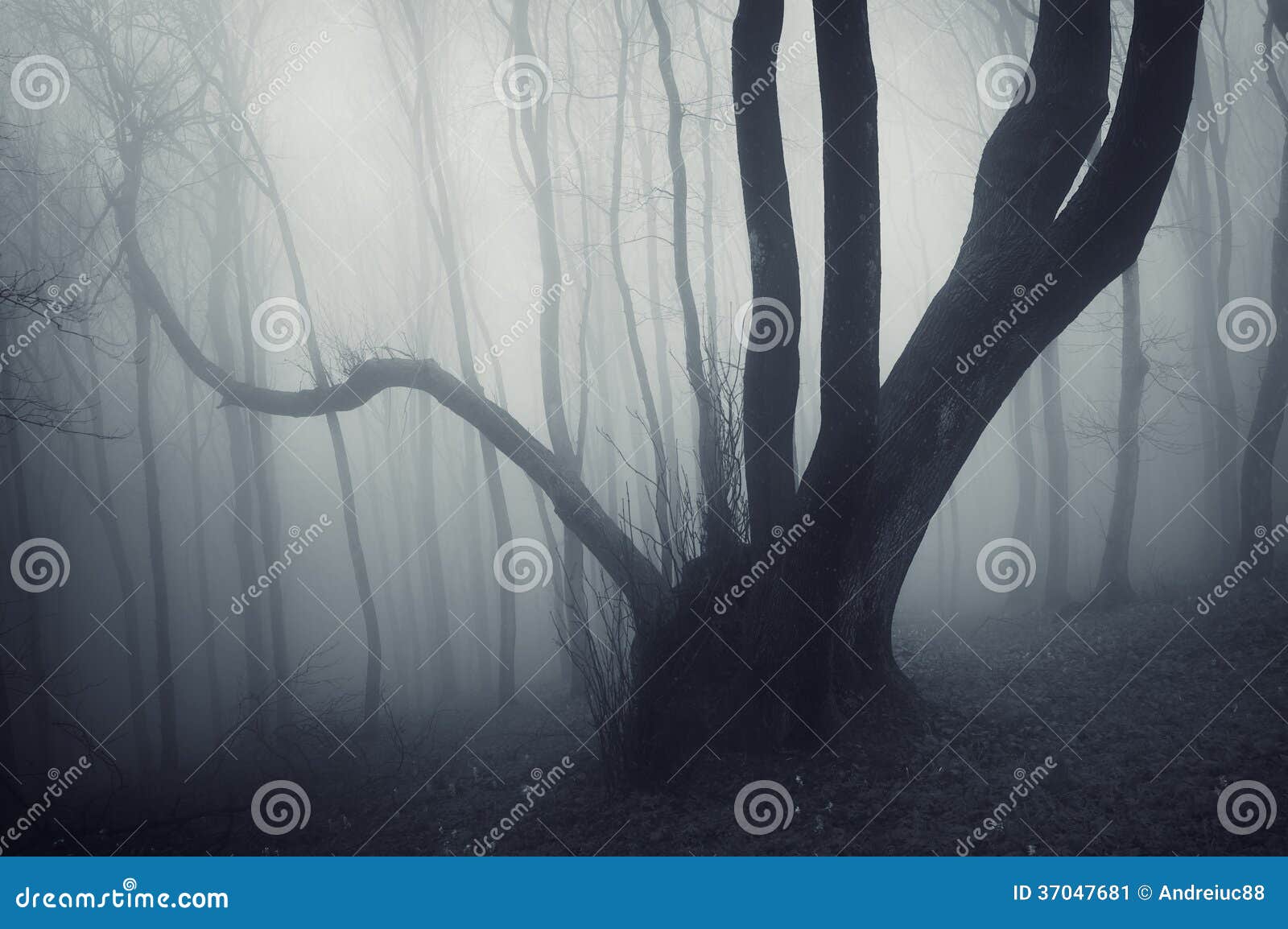 Dark Scary Mysterious Creepy Dark Tree in a Dark Mysterious Forest with ... Dark Scary Mysterious Creepy Dark Tree in a Dark Mysterious Forest with ...