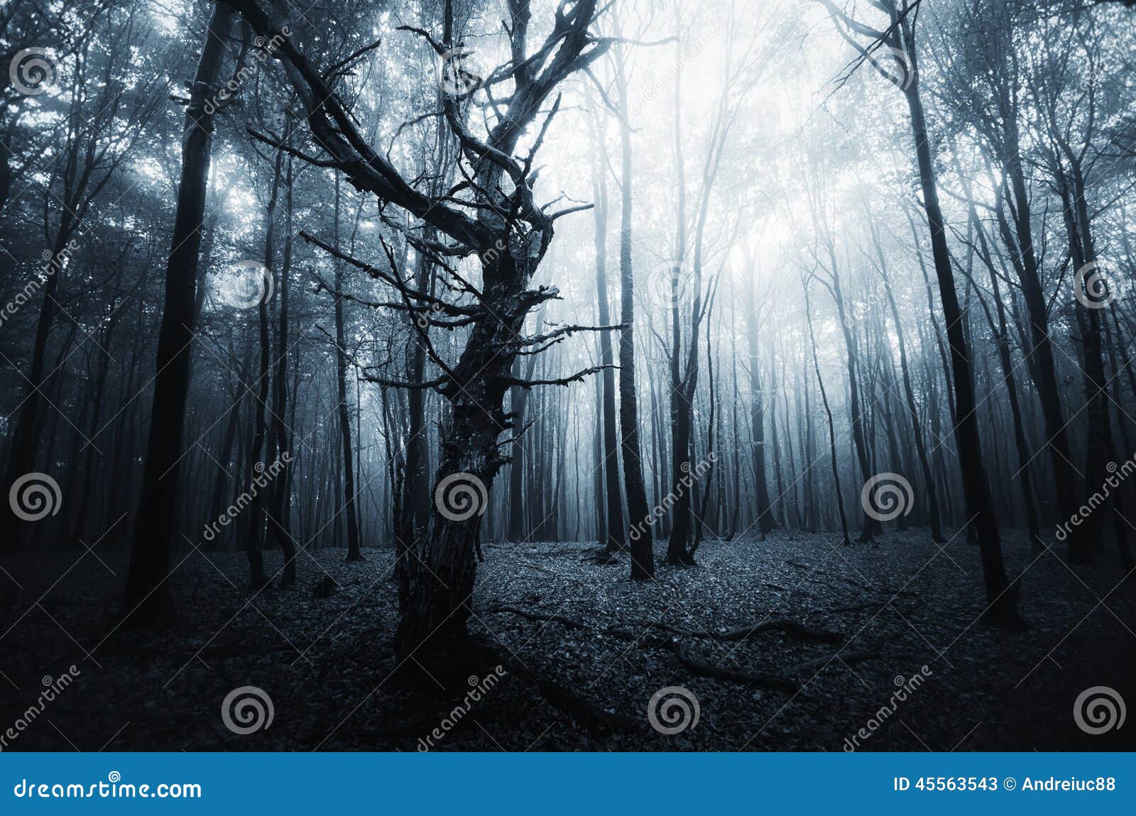 Dark Scary Mysterious Forest with Fog on Halloween Stock Image - Image ... Dark Scary Mysterious Forest with Fog on Halloween Stock Image - Image ...