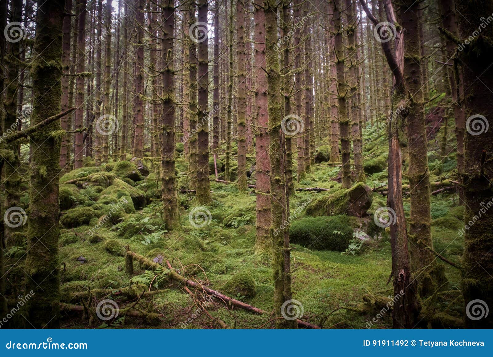 Dark Scary Spruce Tree Forest Stock Photo - Image of dark, reserve ...