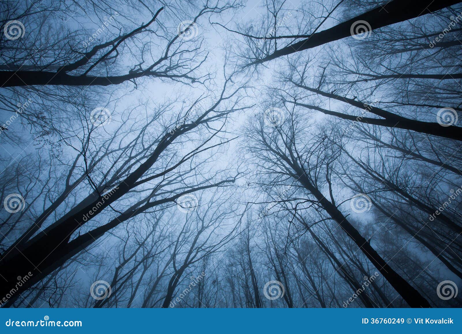 Tree Tops Of The Trees Along The Fence Stock Photography ...