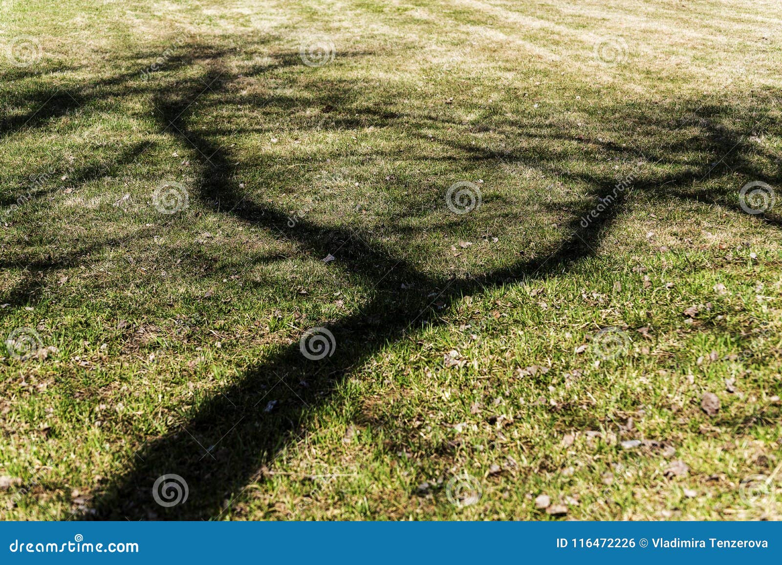 The Dark Shadow of a Branched Tree Falling on a Green Meadow Stock ...