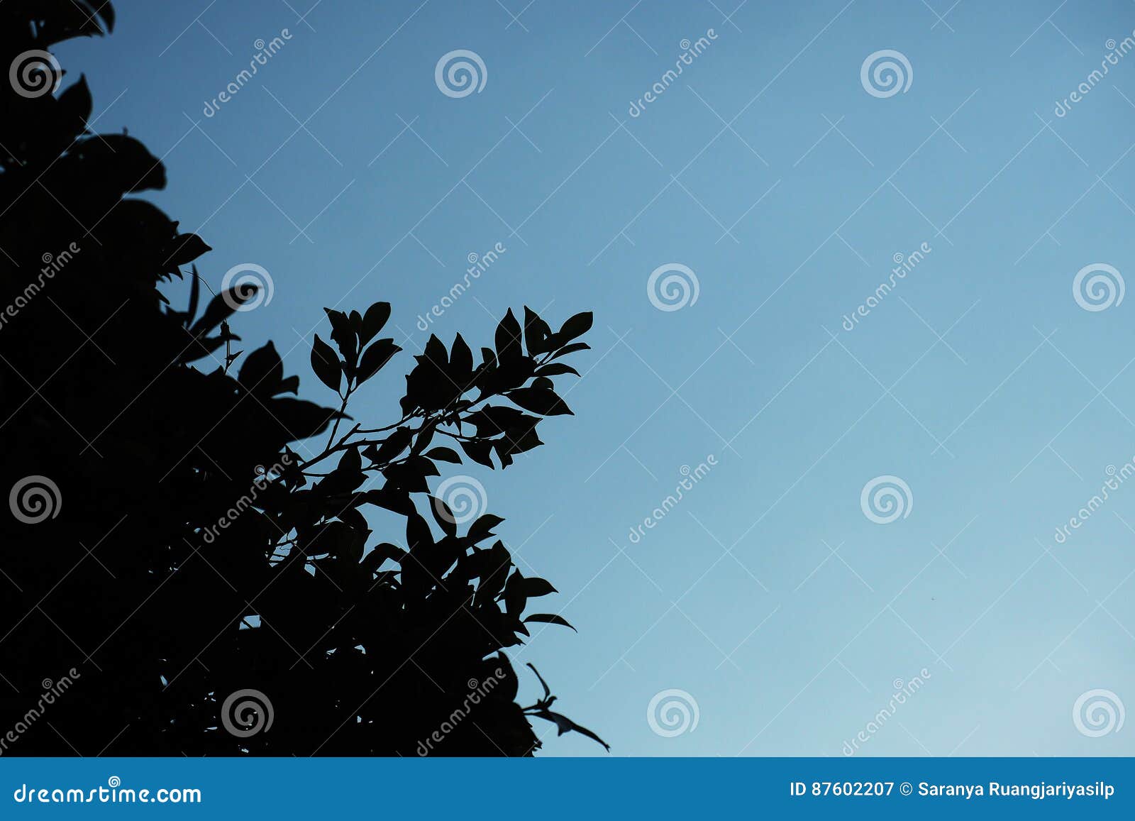 Dark Shadow of Branches Leaves Bush Stock Image - Image of dark, herb ...