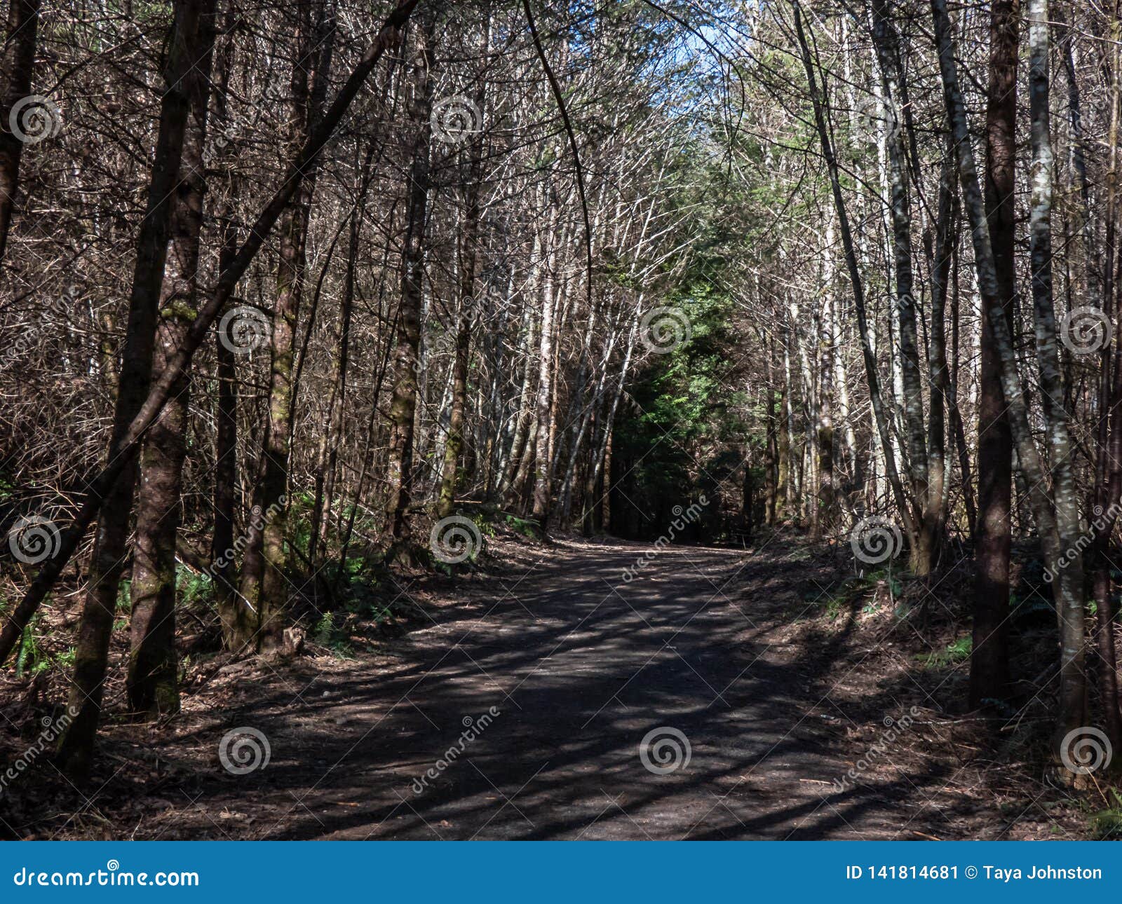 Dark Shadow Filled Path Leads into Shadowy Forest Stock Image - Image ...