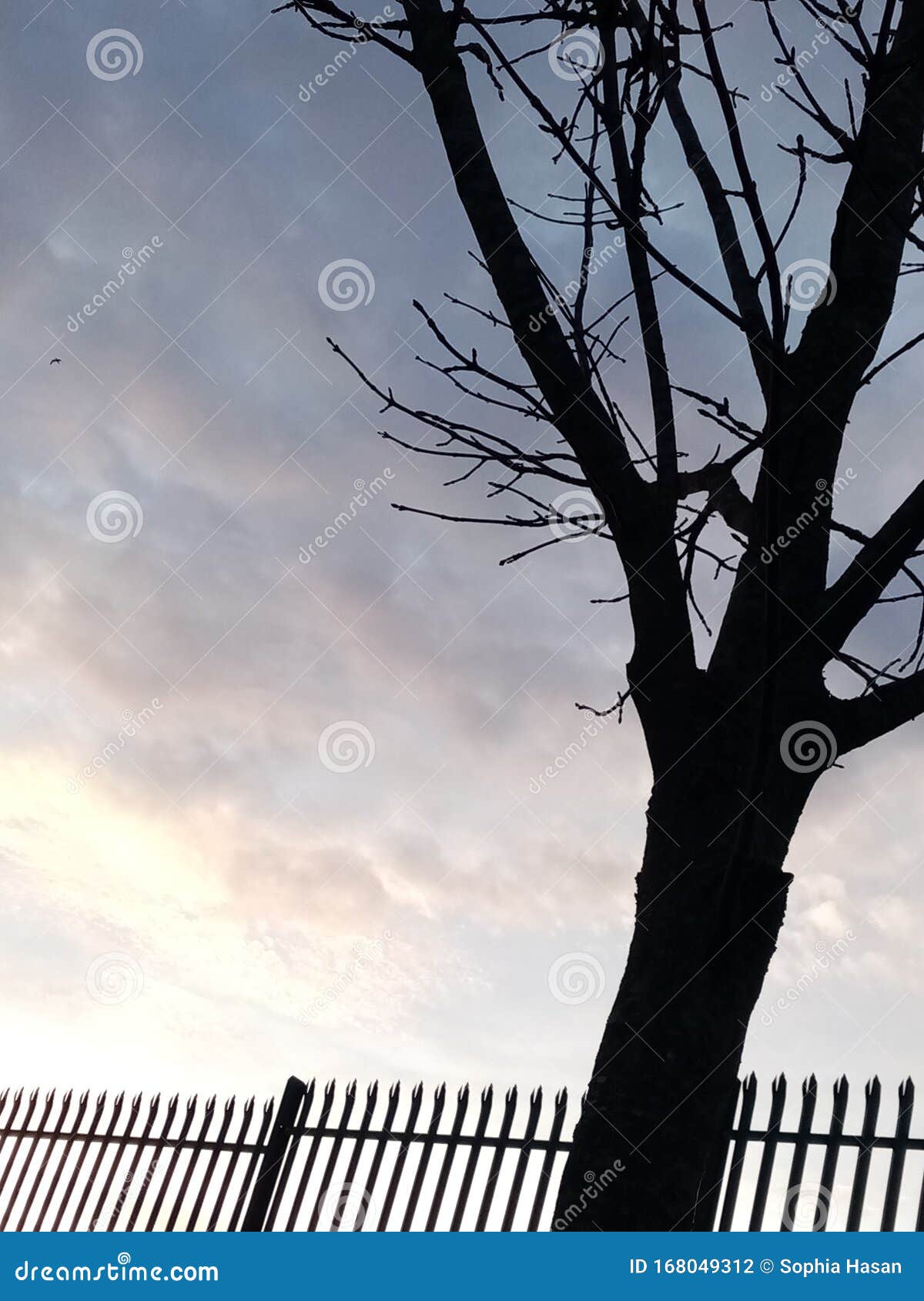 Dark shadowed tree stock photo. Image of fence, aesthetic - 168049312