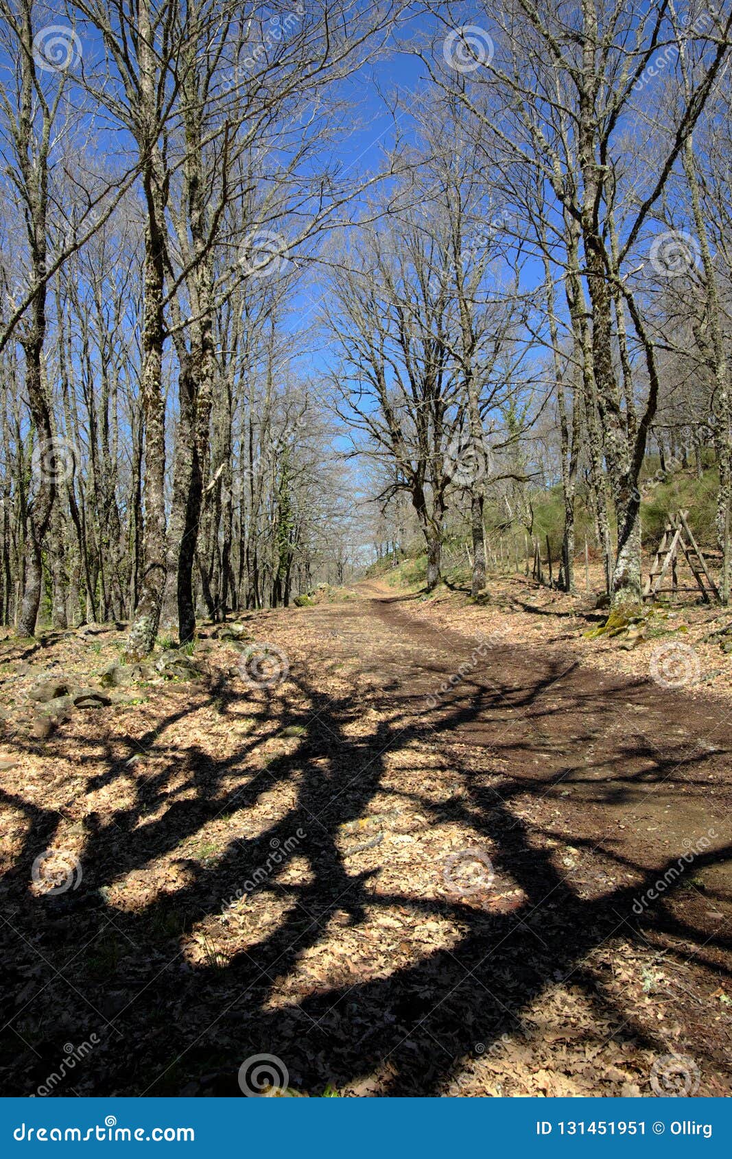 Dark Shadows on the Path in the Woods Stock Image - Image of italy ...