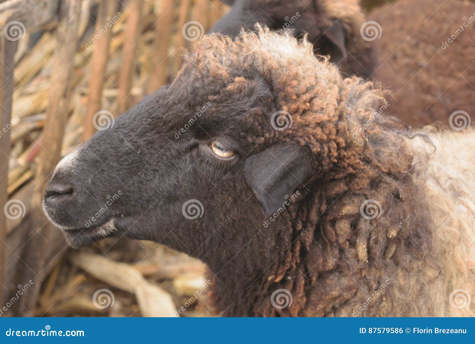 Dark Sheep Head from Side Point of View Stock Photo - Image of rural ...